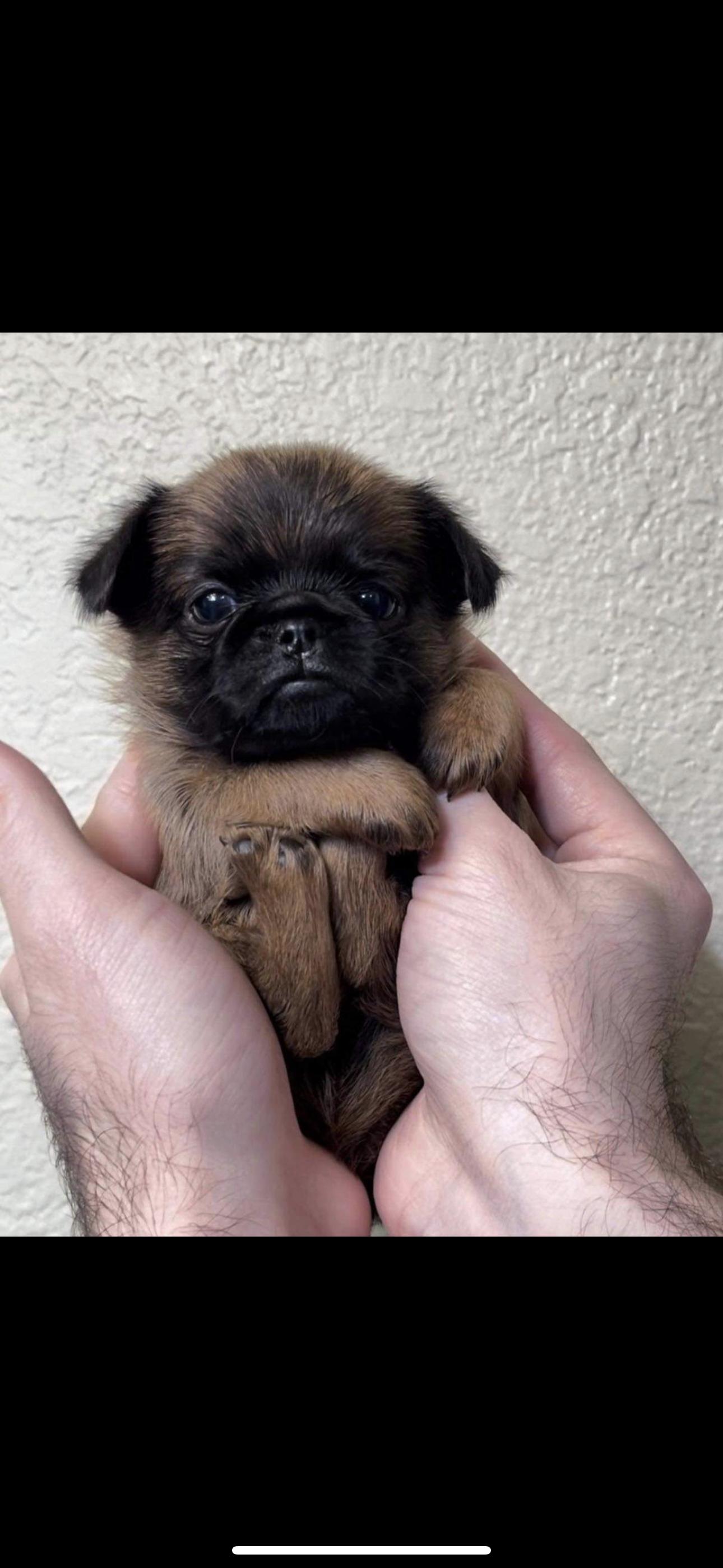 Lavish Griffons in Oklahoma | Brussels Griffon puppies | Good Dog