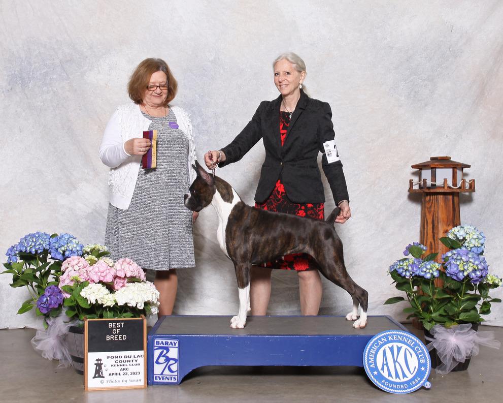 Nancy's Boxers in Wisconsin | Boxer puppies | Good Dog