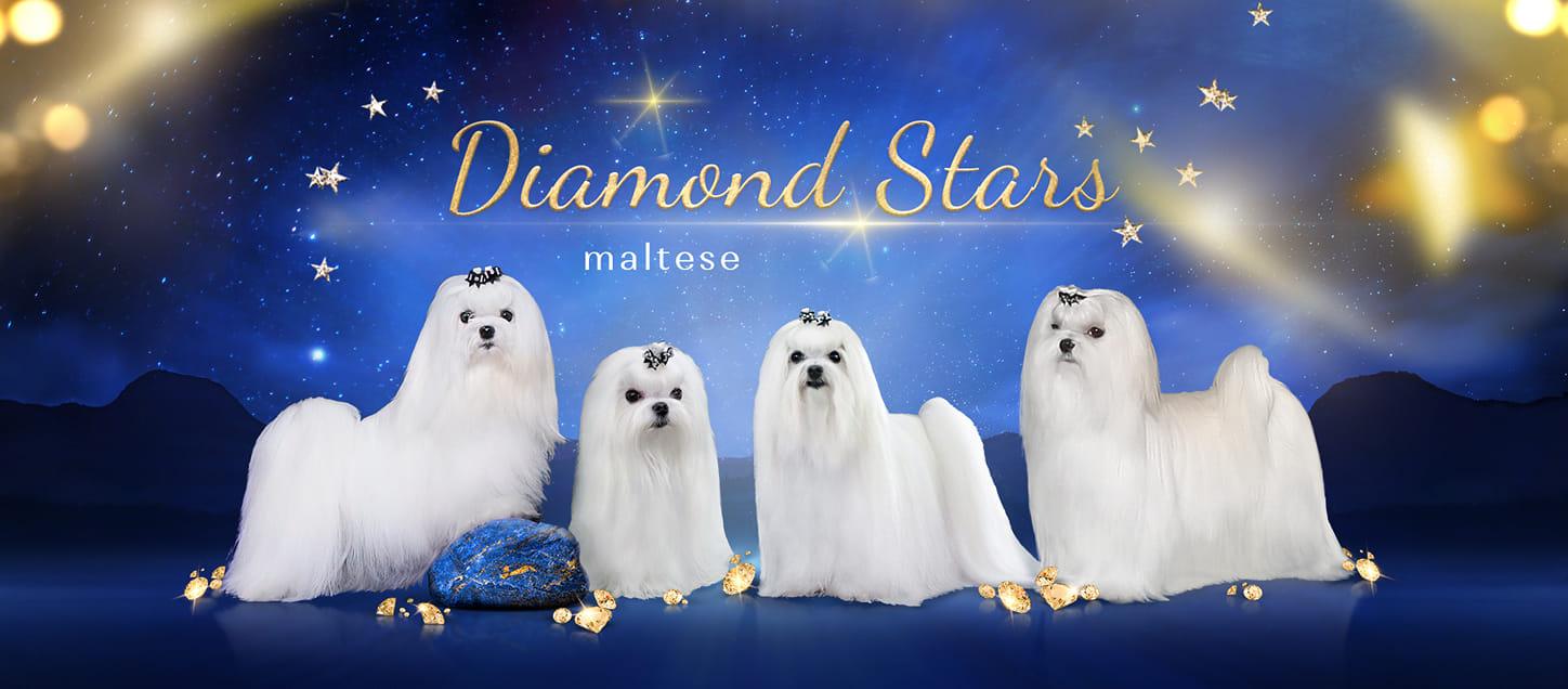 Diamond Stars Maltese in New York | Maltese puppies | Good Dog