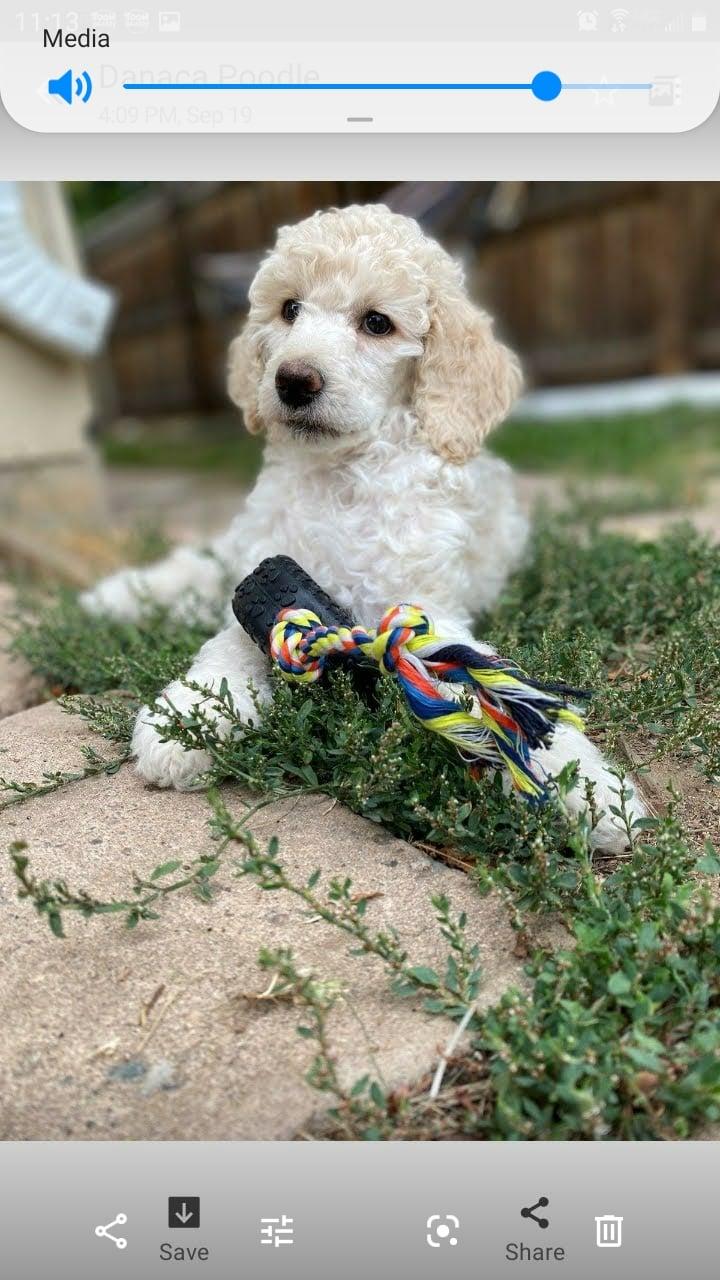Moulin Rouge Standard Poodles in Colorado | Poodle puppies | Good Dog
