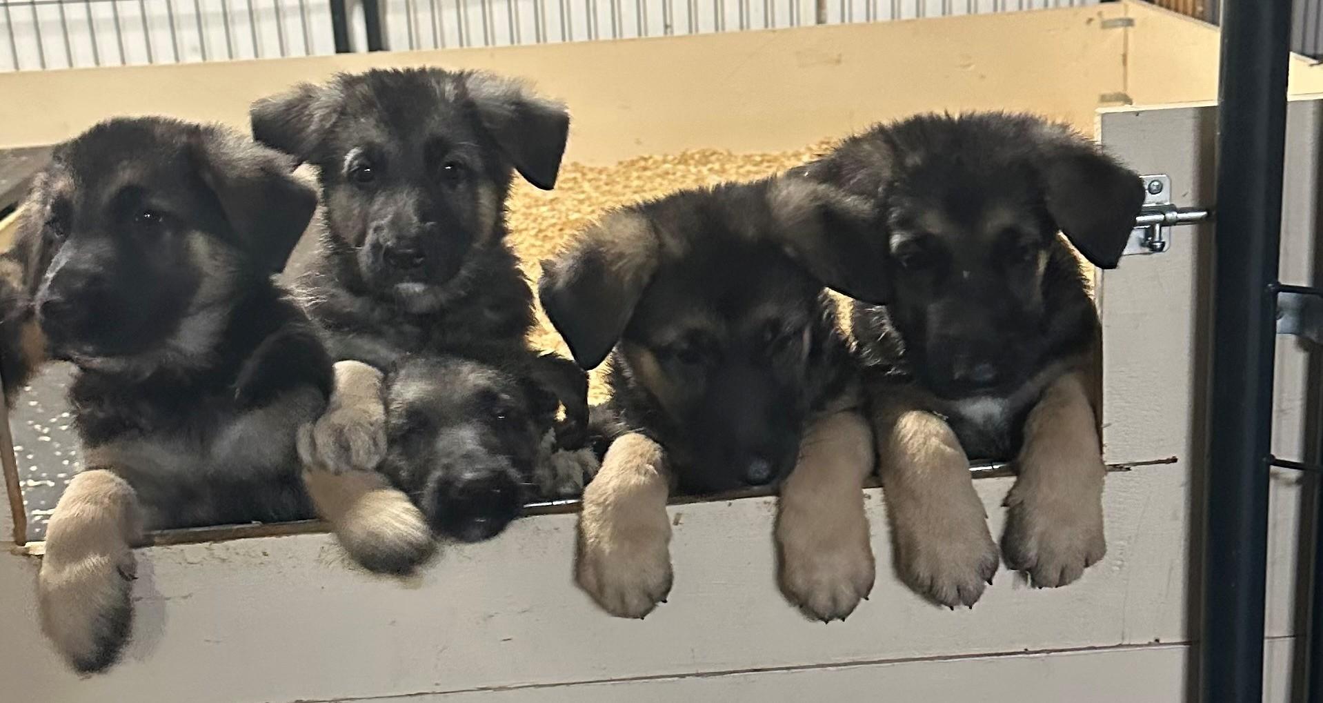 Tonor-Steffca German Shepherd dogs in Illinois | German Shepherd ...