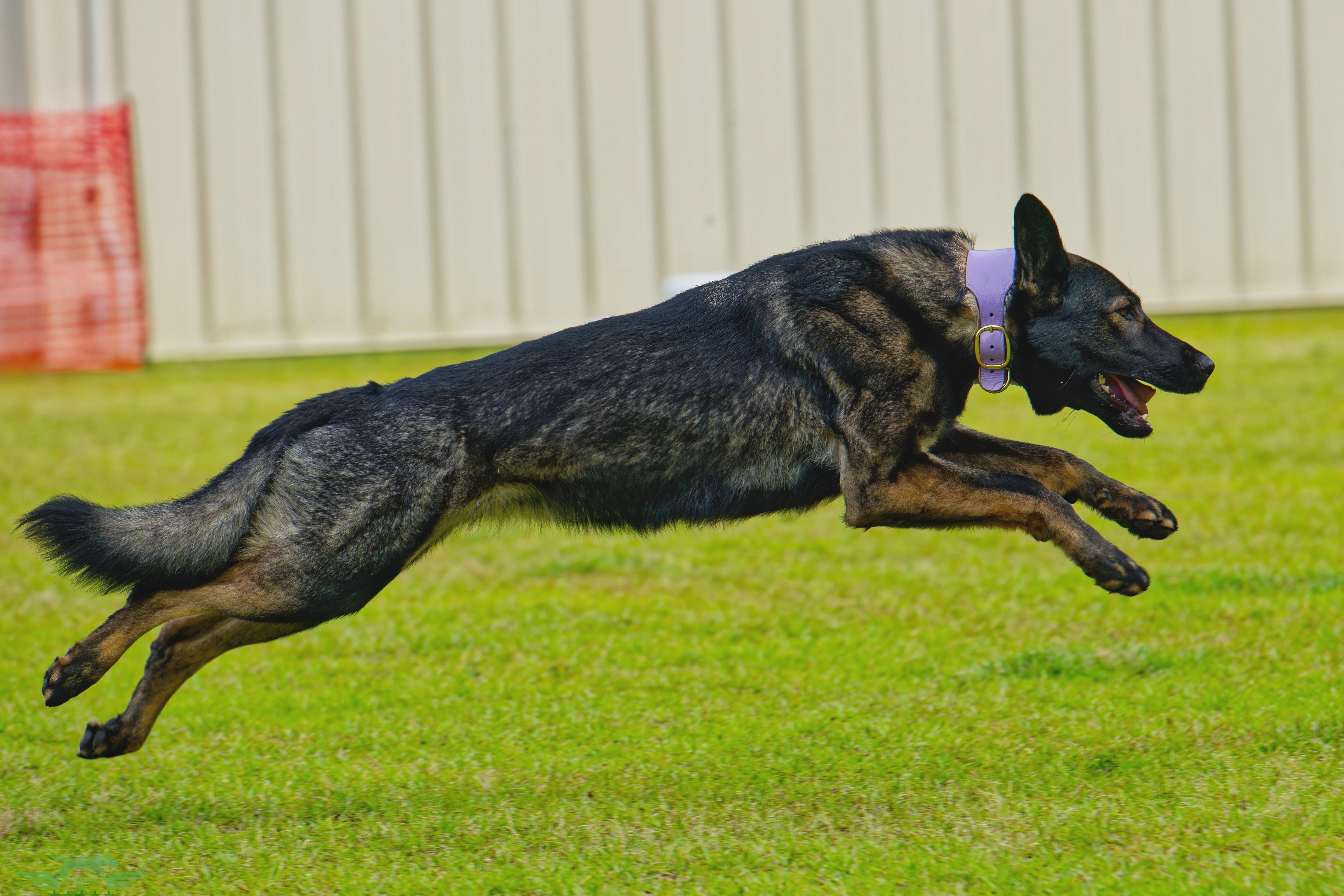 Blumenhaus German Shepherd Dogs in North Carolina | German Shepherd ...