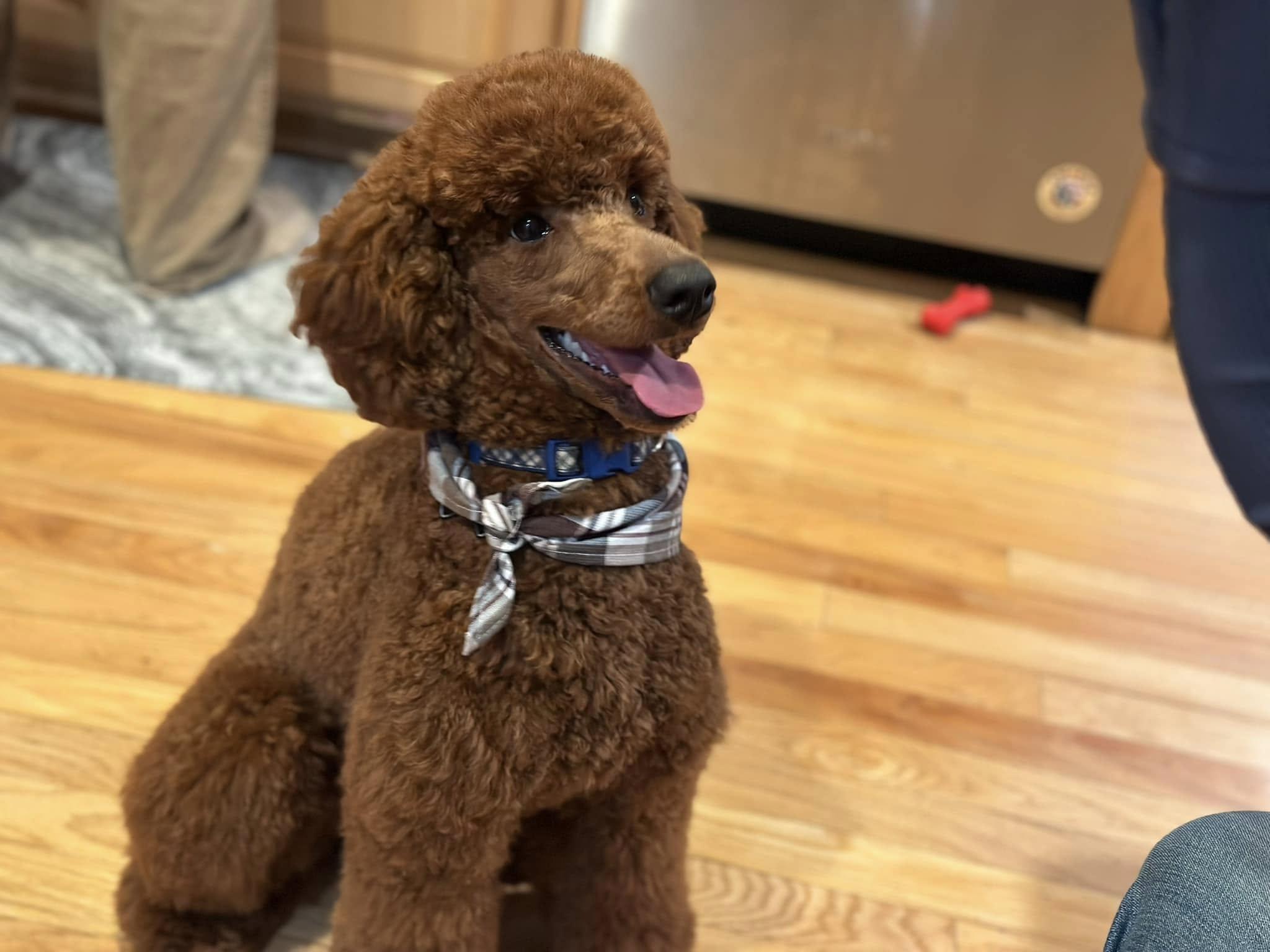 Patriot Red Poodles in Michigan | Poodle puppies | Good Dog