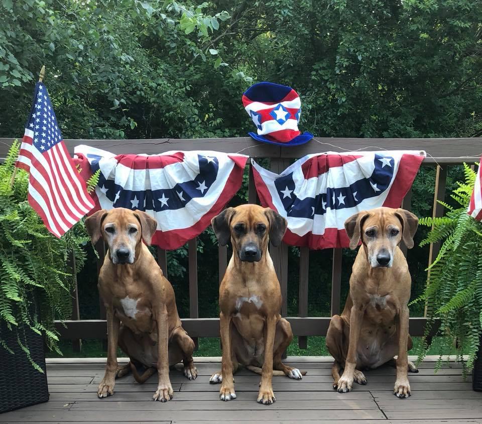 Gadico Rhodesian Ridgebacks in Michigan | Rhodesian Ridgeback puppies ...