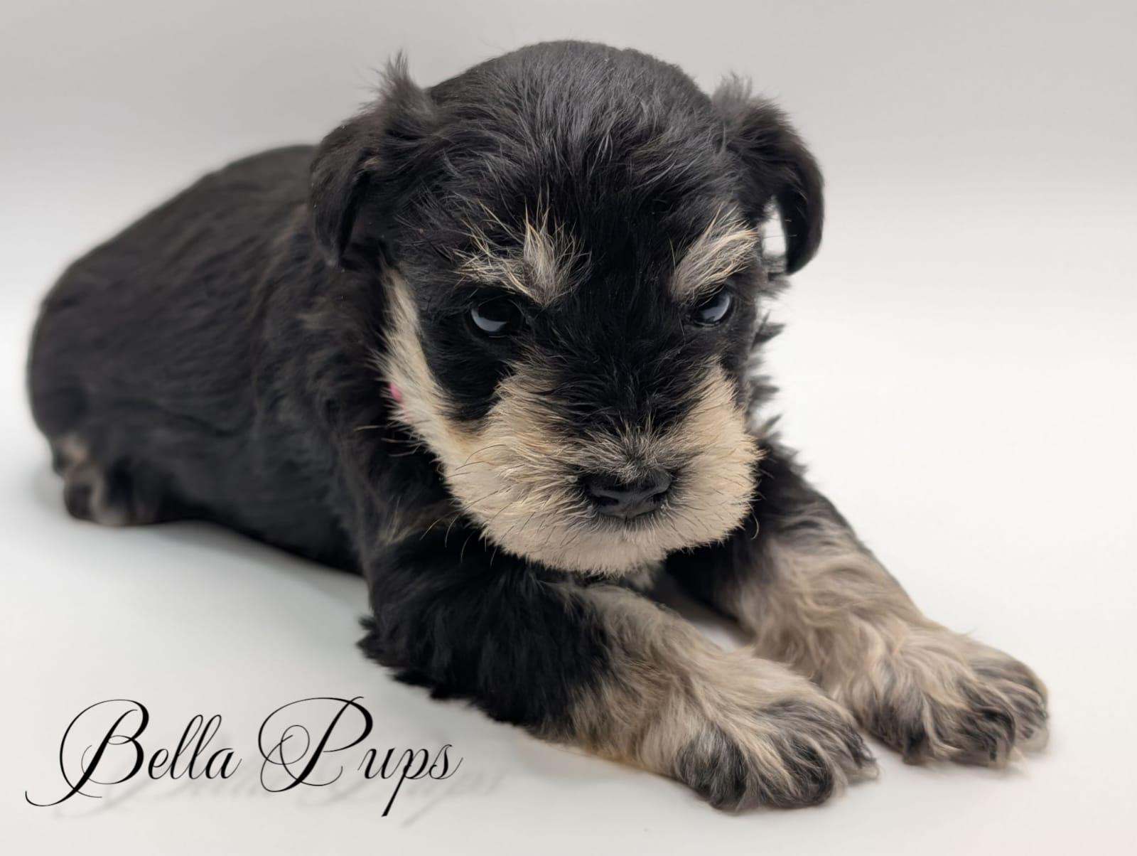 Bella Pups LLC in Georgia | Miniature Schnauzer puppies | Good Dog