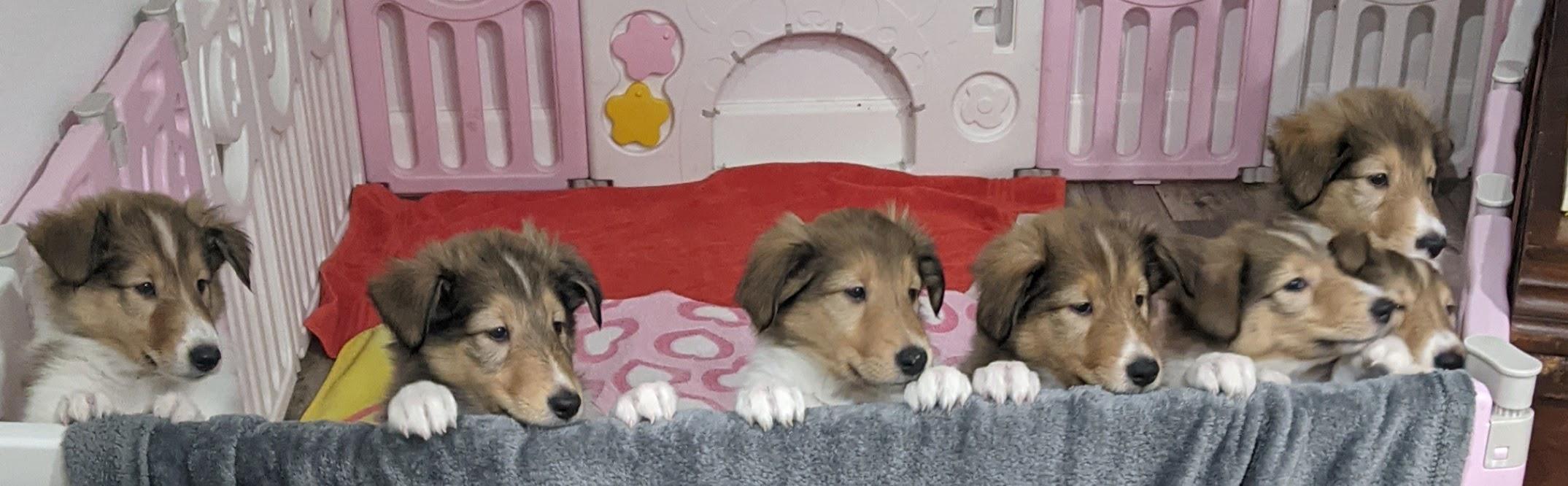 Mystic Collies in Texas | Collie puppies | Good Dog