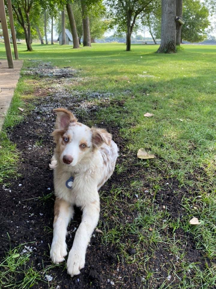 Ionia Aussies in Nebraska | Australian Shepherd puppies | Good Dog