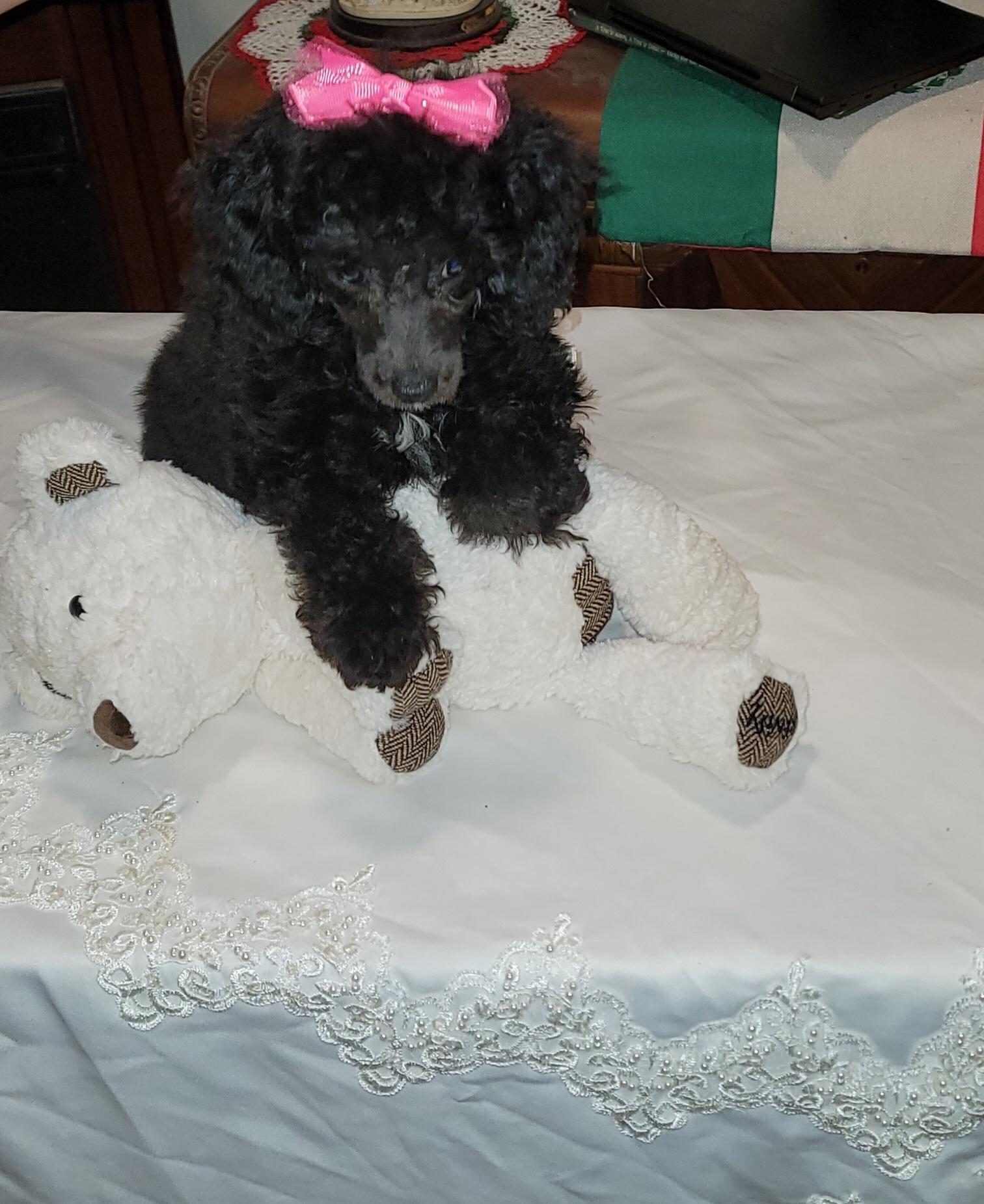 Tlc babies in Missouri | Poodle puppies | Good Dog