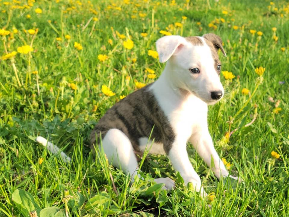 Swift Whippets in Minnesota | Whippet puppies | Good Dog