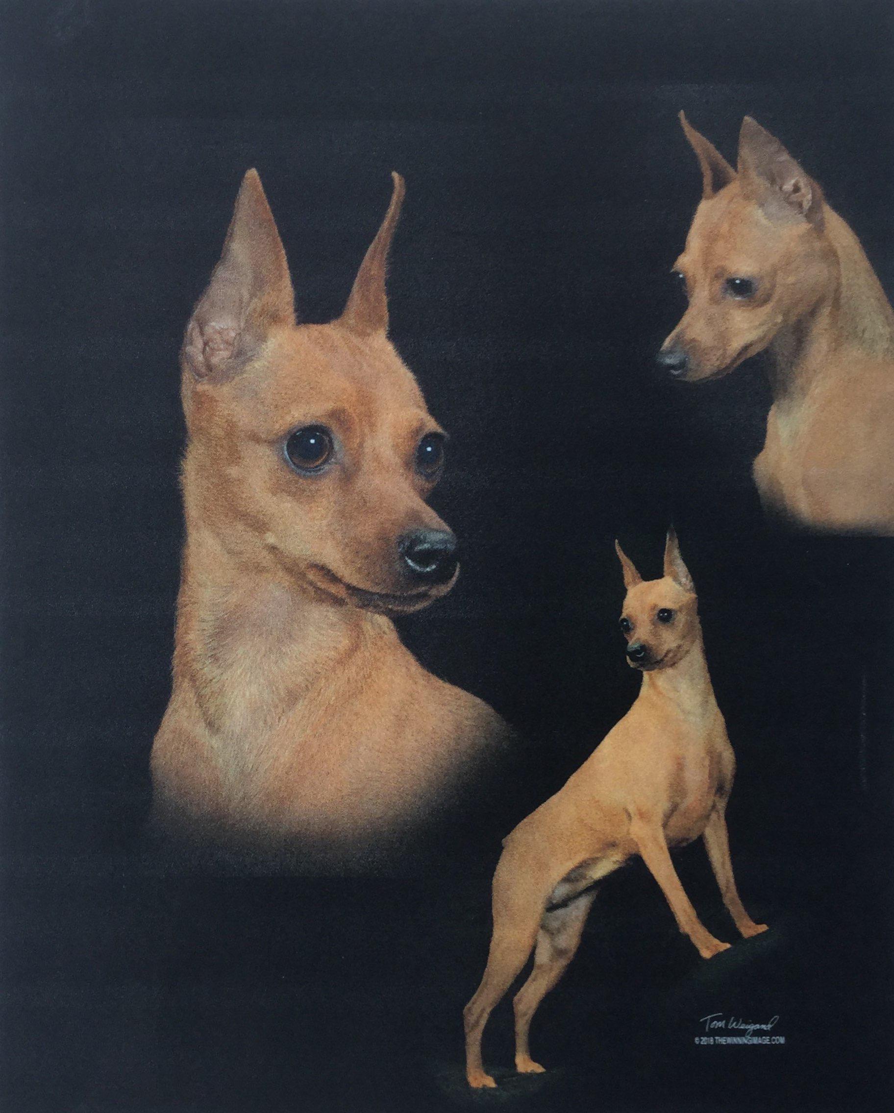 Hat Trick Miniature Pinschers in Texas | Miniature Pinscher puppies ...