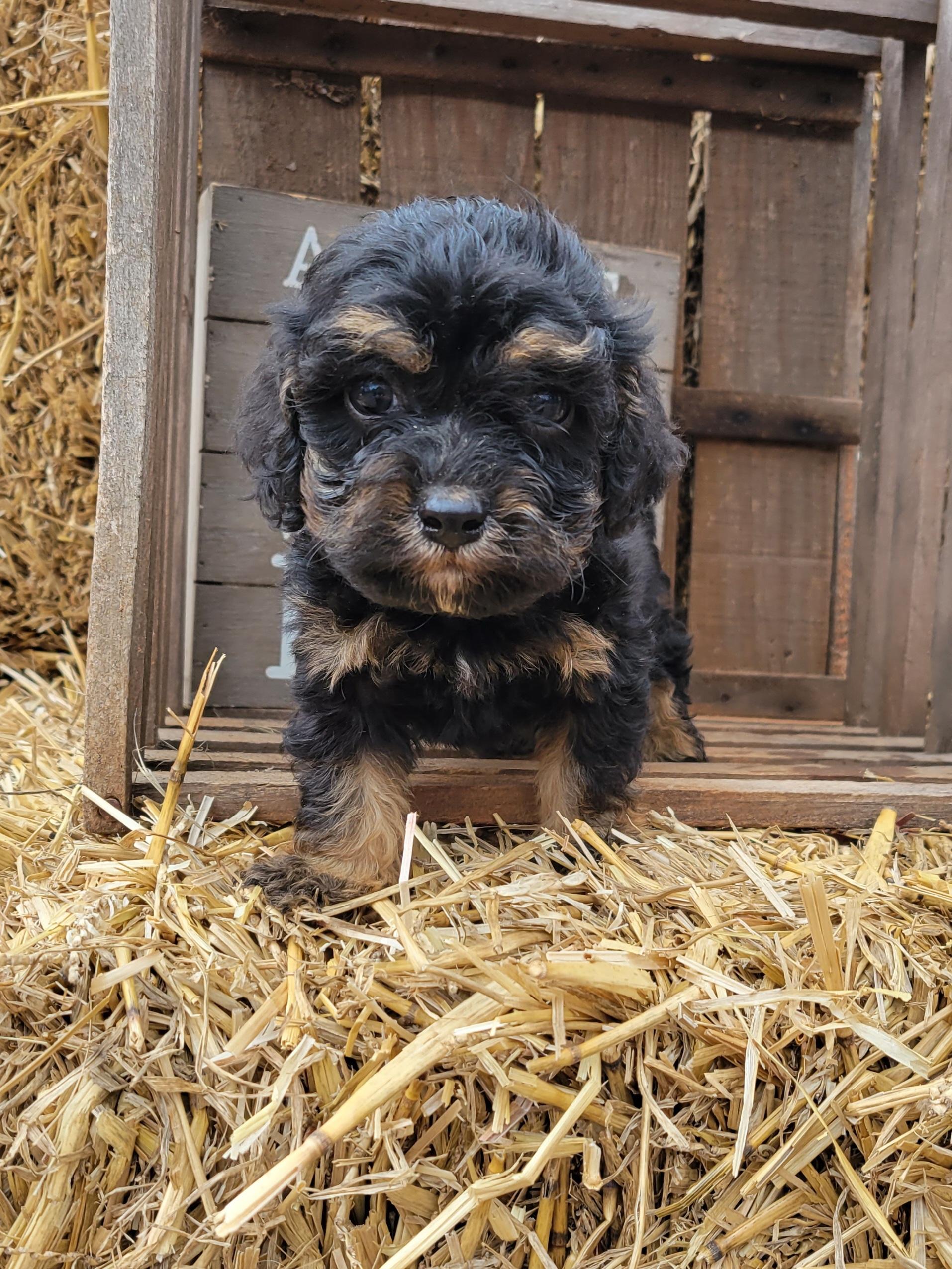 B.E. Exotic in Kansas | Cockapoo, Pembroke Welsh Corgi or Miniature ...