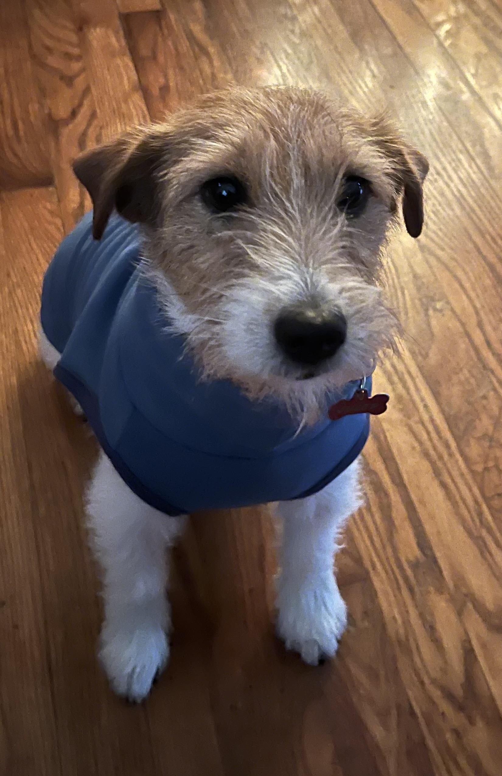 Terrier Town of Tennessee in Tennessee | Russell Terrier puppies | Good Dog