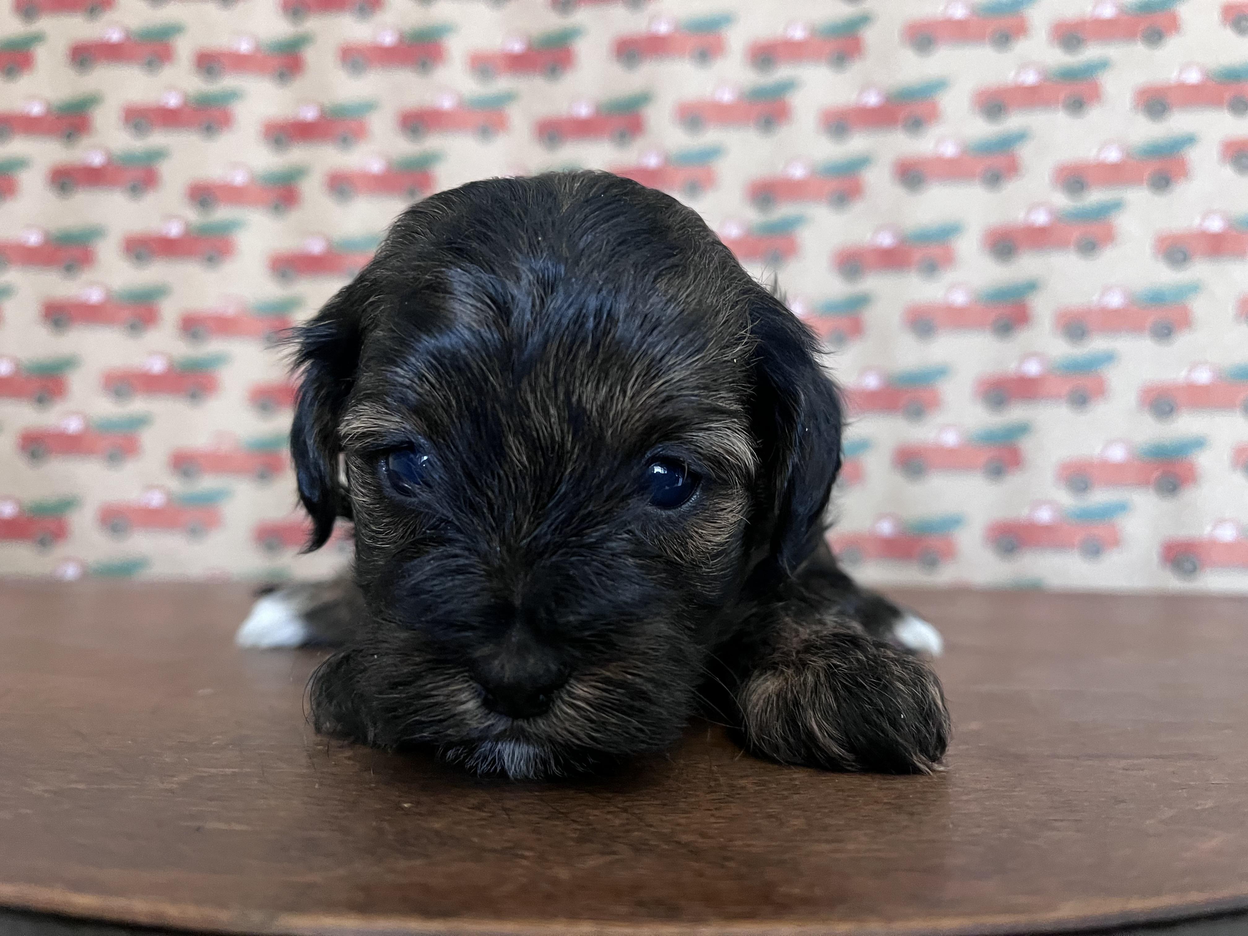Pepper Potts Puppies in South Carolina | Havapoo and Poodle puppies ...