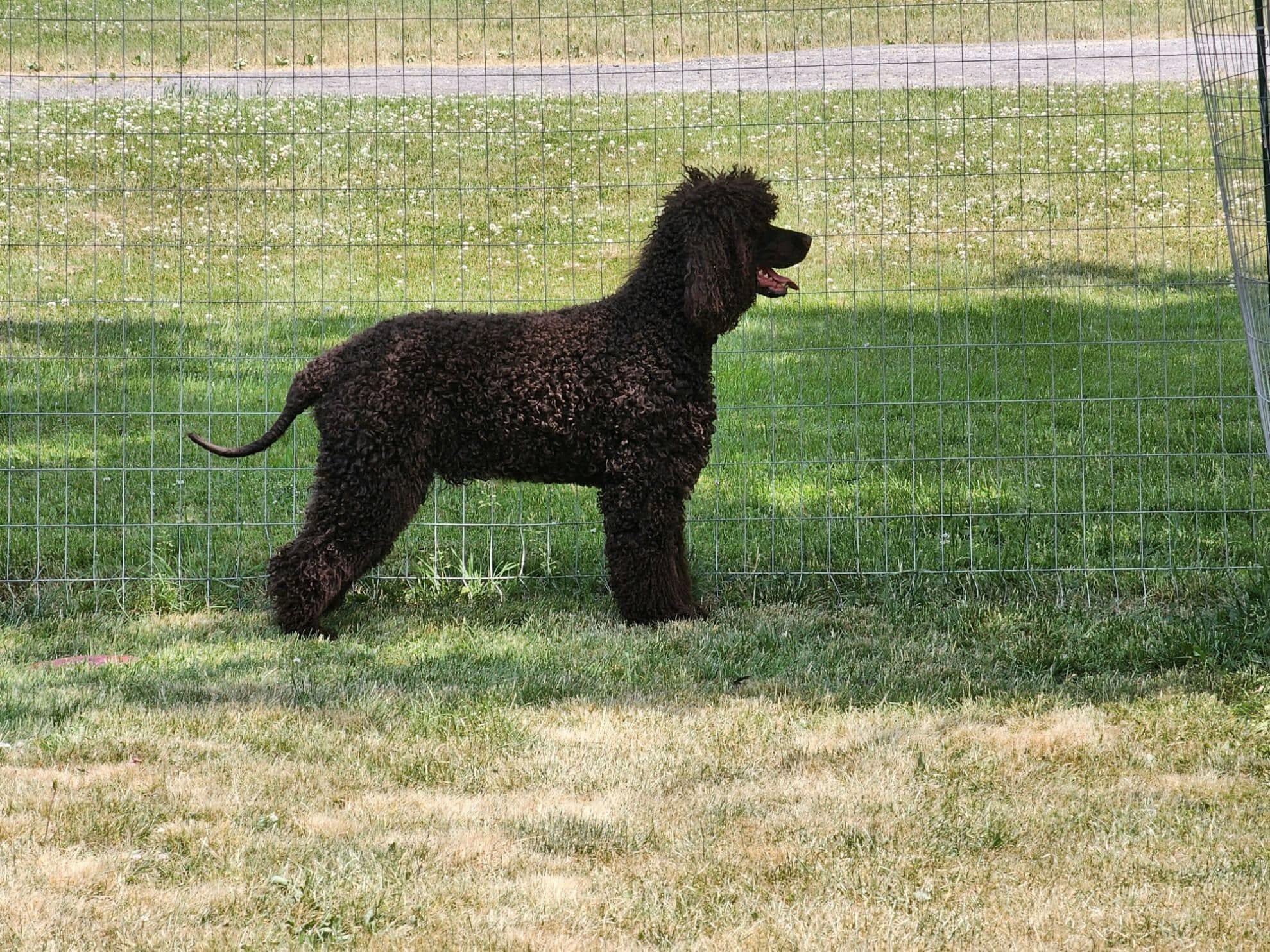 Marley Creek Irish Water Spaniels in Pennsylvania | Irish Water Spaniel ...