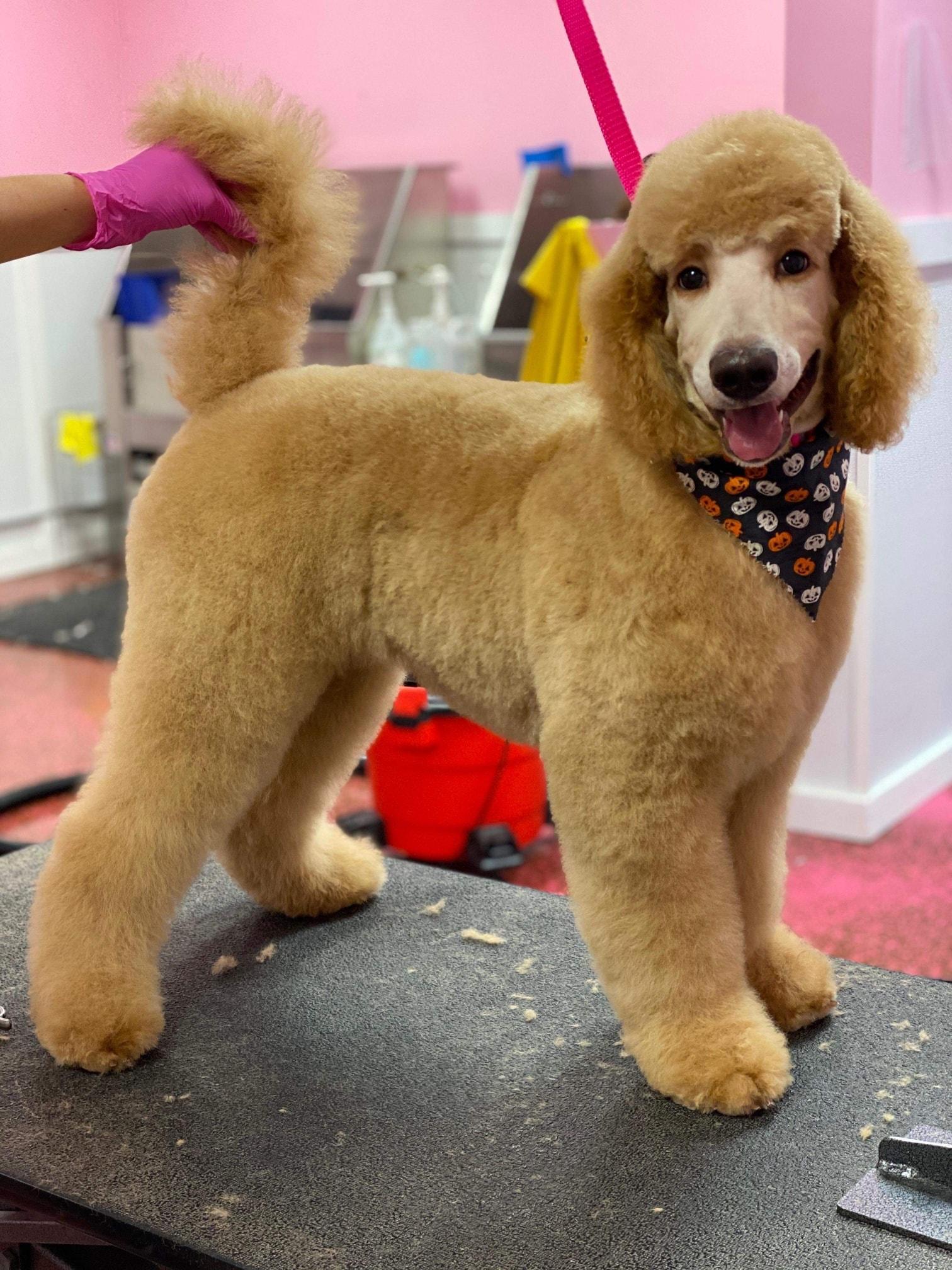 Loveablepoodles in Florida | Poodle puppies | Good Dog