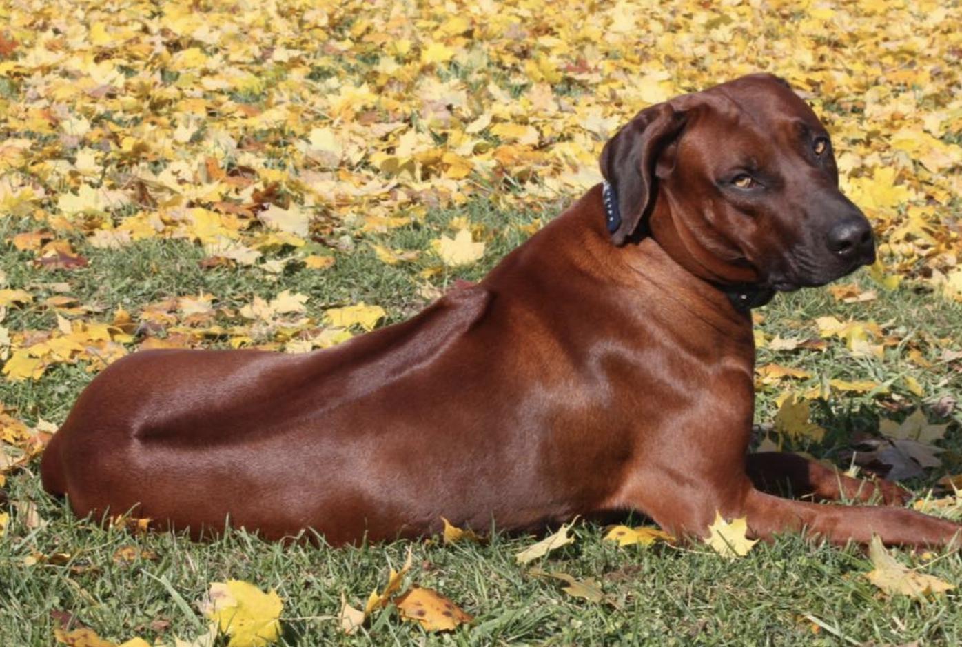Masai's Pride Rhodesian Ridgbacks in Ohio | Rhodesian Ridgeback puppies ...
