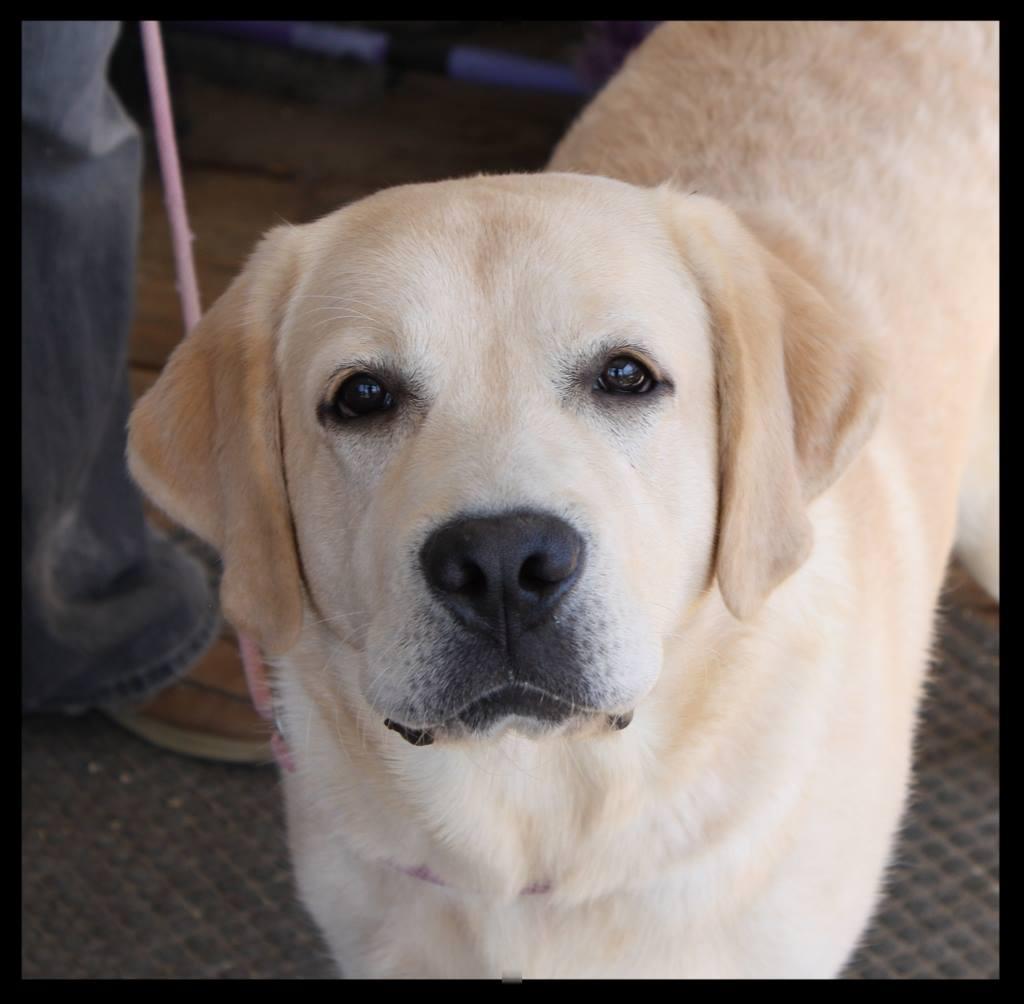 Shadowhawk Labrador Retrievers in Nevada | Labrador Retriever puppies ...