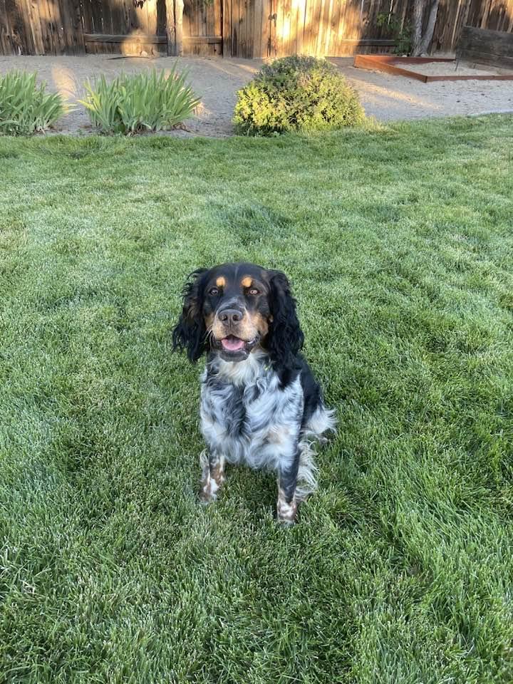 Silver State Springers in Nevada | English Springer Spaniel puppies ...