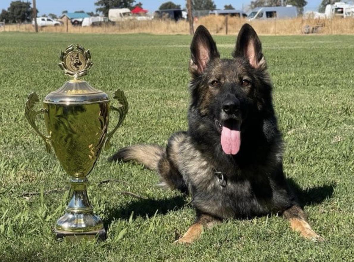 Vom Caldera in California | German Shepherd puppies | Good Dog