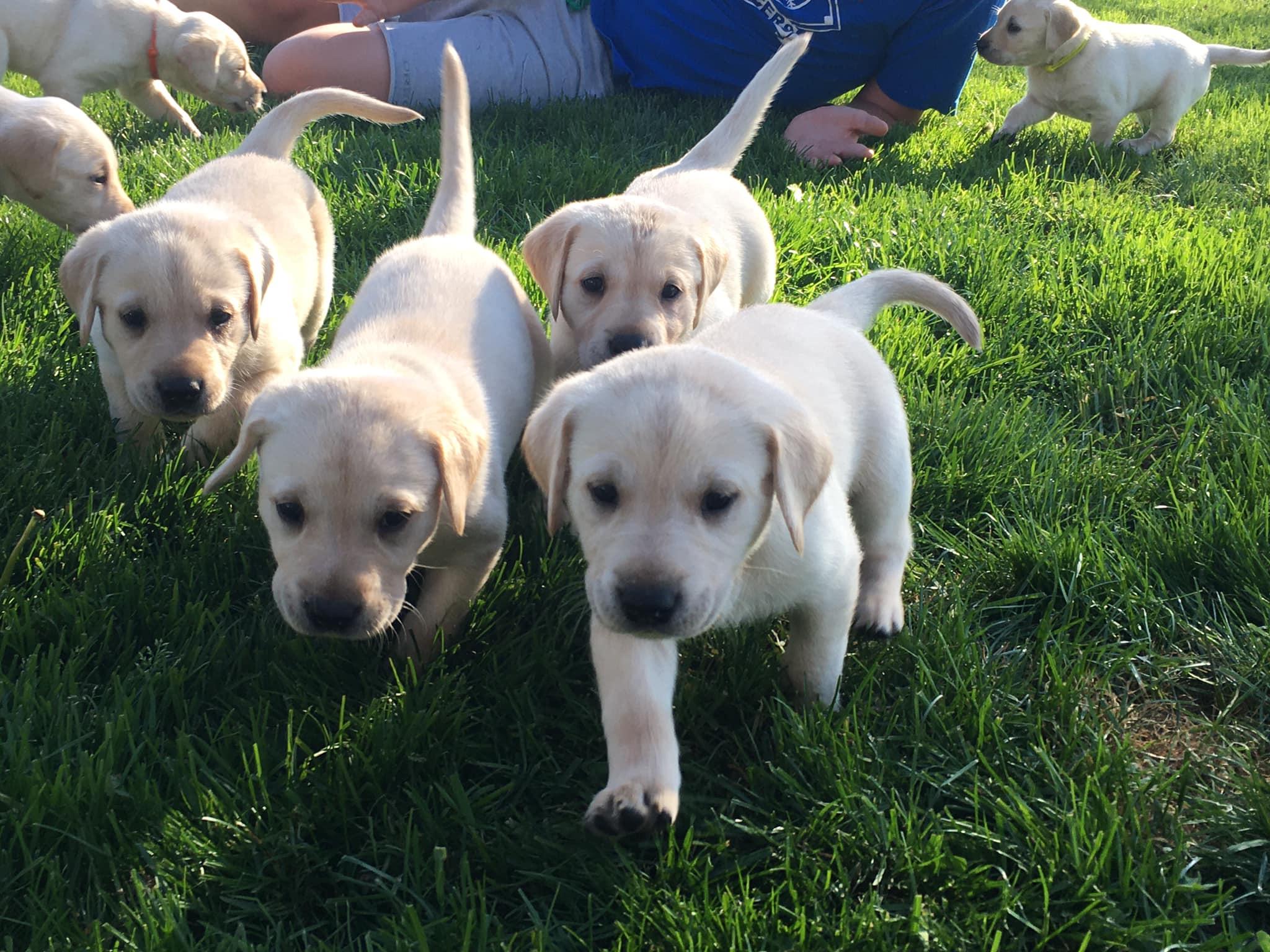 Sweet as Honey Farms in Oregon | Labrador Retriever puppies | Good Dog