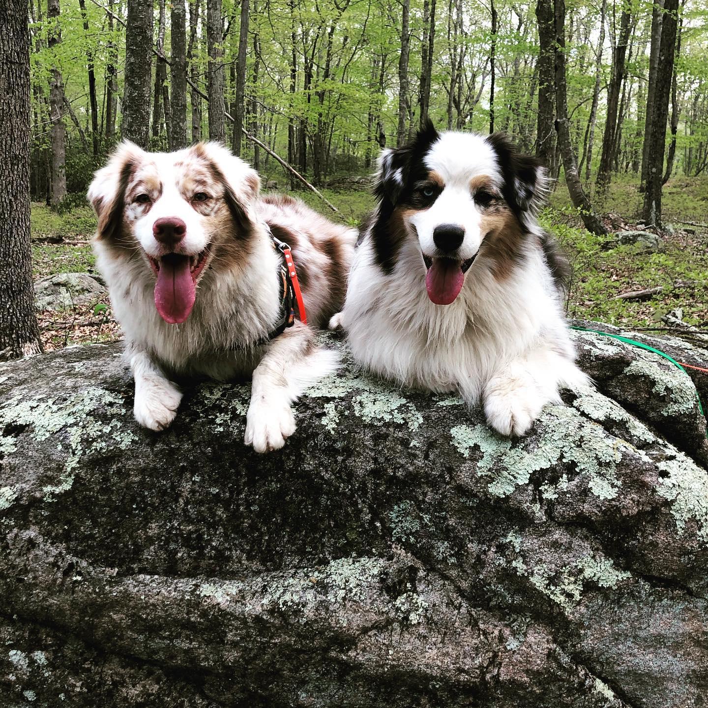 Whiteley Way Australian Shepherds in Connecticut | Australian Shepherd ...