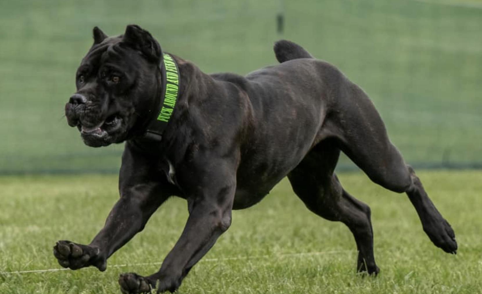 Reverence Cane Corso in Indiana | Cane Corso puppies | Good Dog