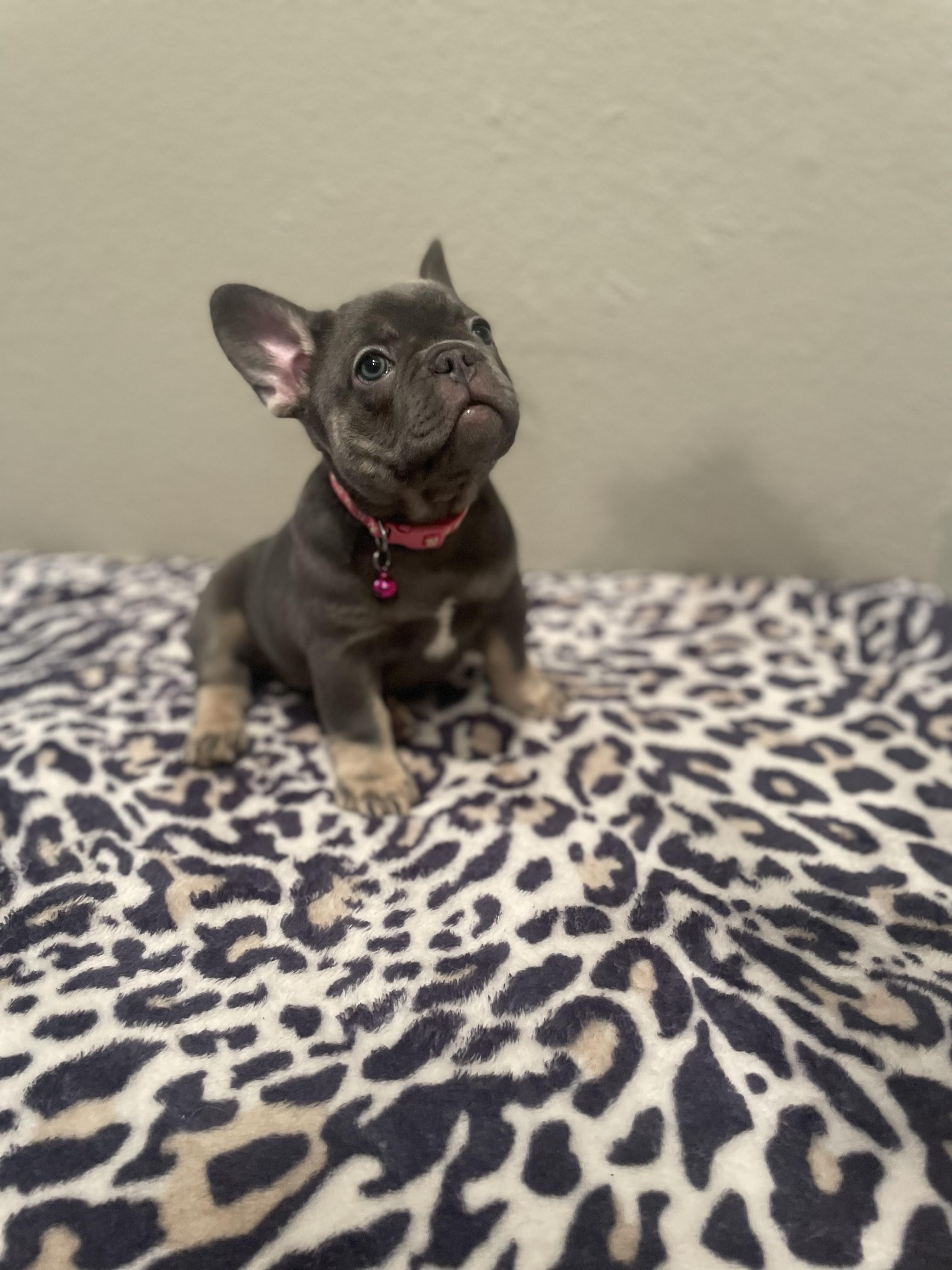StaCCked Up Frenchies in Texas | French Bulldog puppies | Good Dog