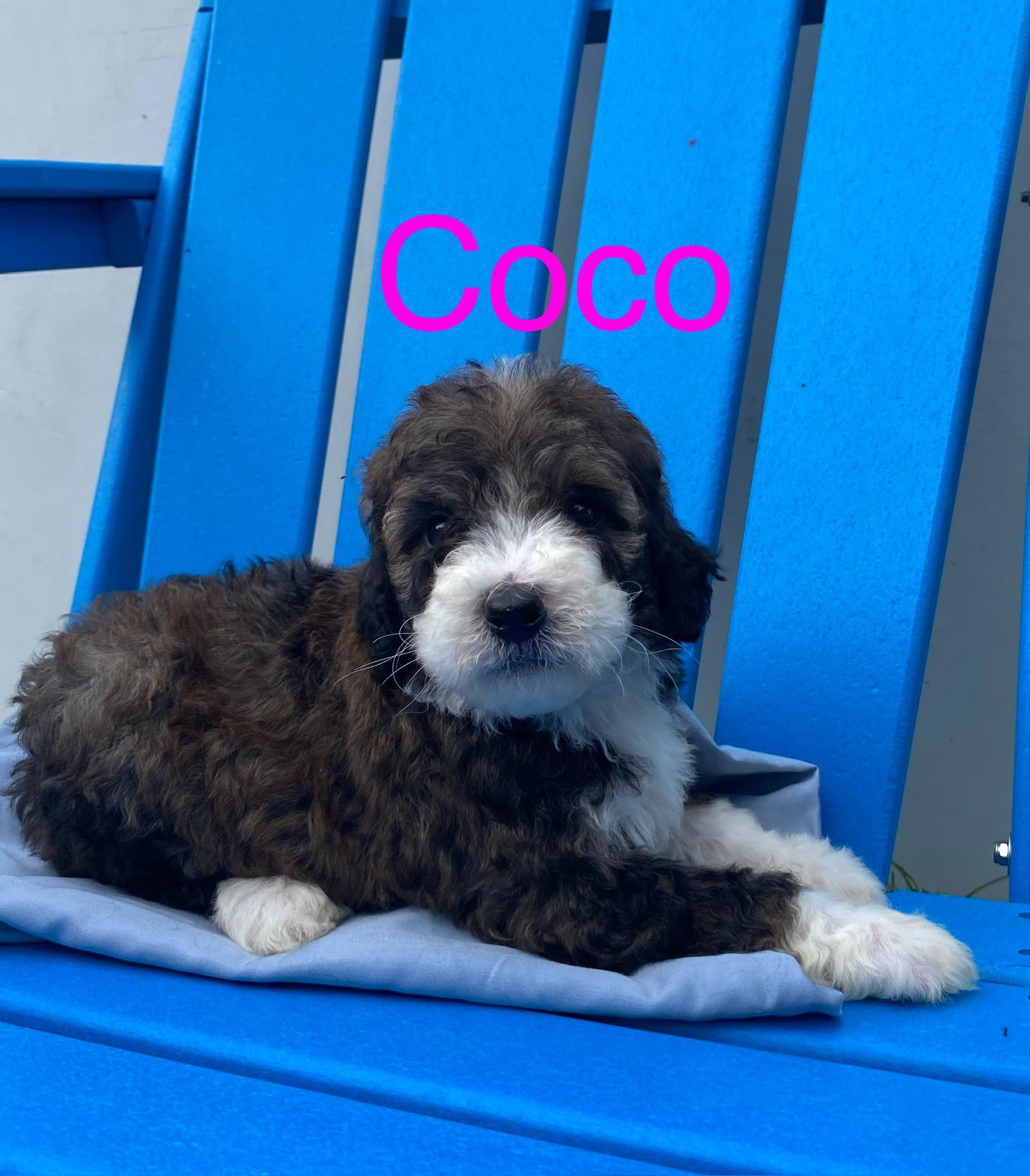 T-Rose’s Bernedoodle & Pomsky Puppies in Michigan | Bernedoodle and ...