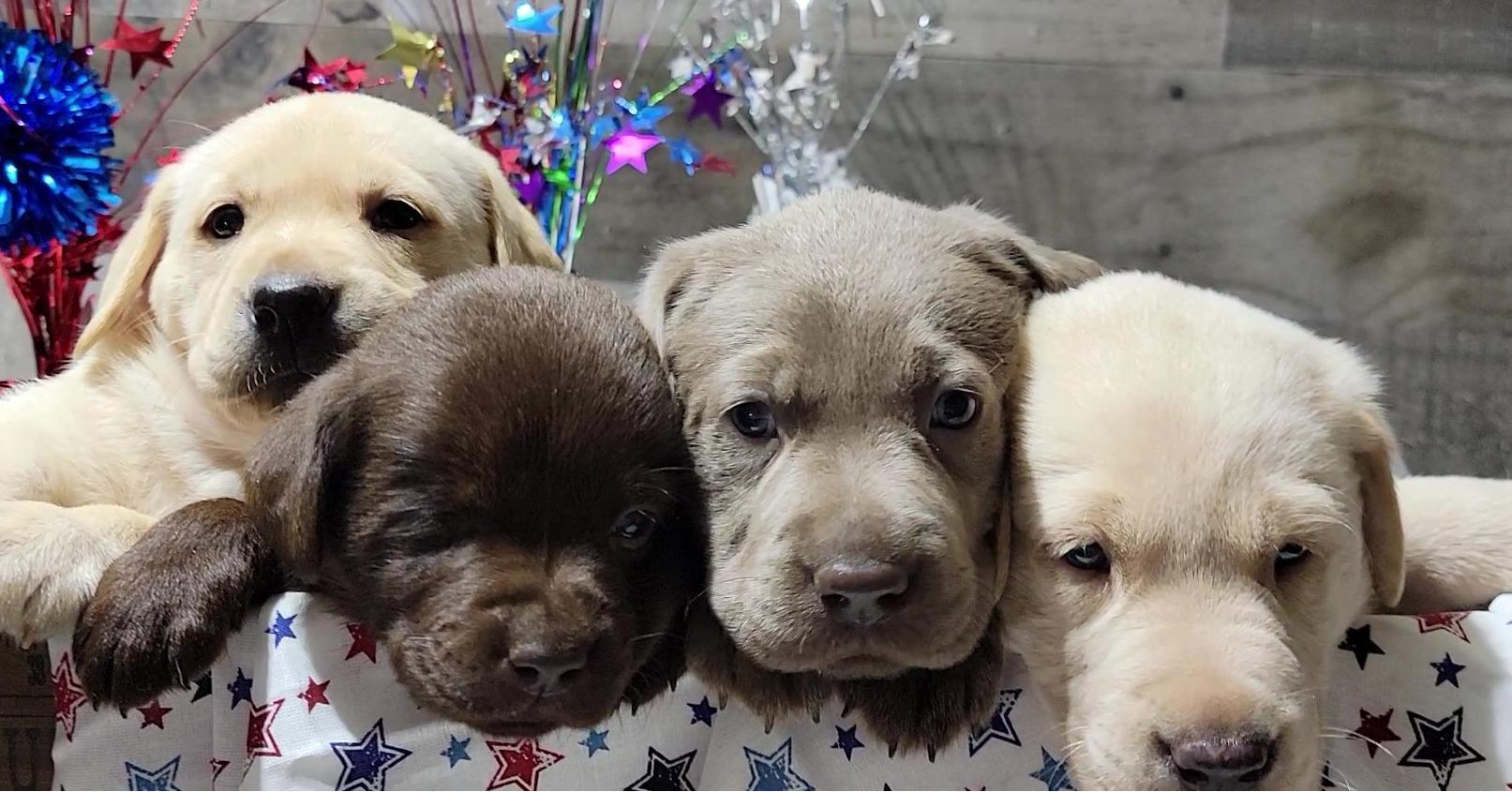 Thunder Mountain Labs in Texas | Dilute Retriever puppies | Good Dog