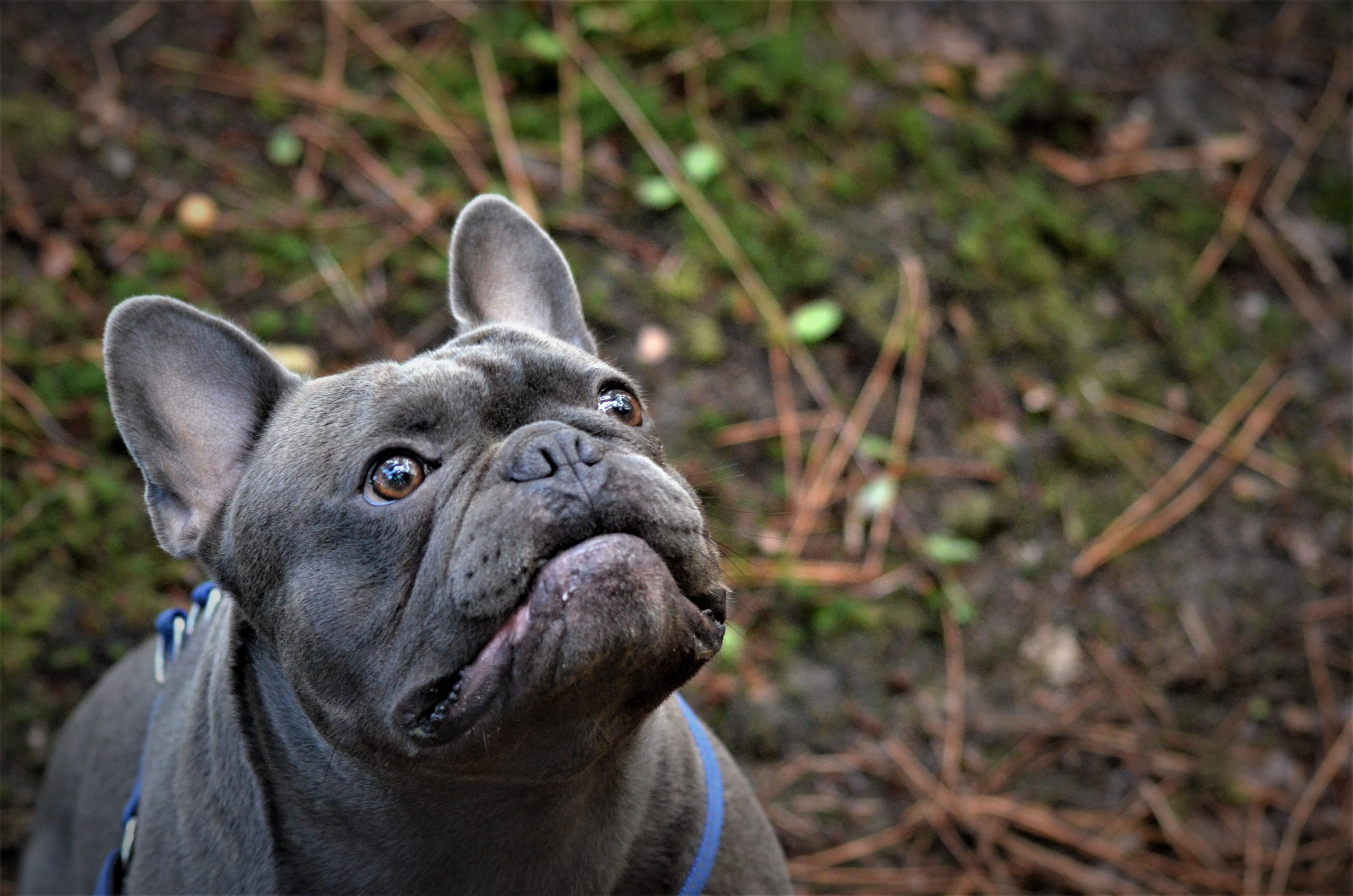 By Billy LaVie en Rose in Texas | French Bulldog puppies | Good Dog