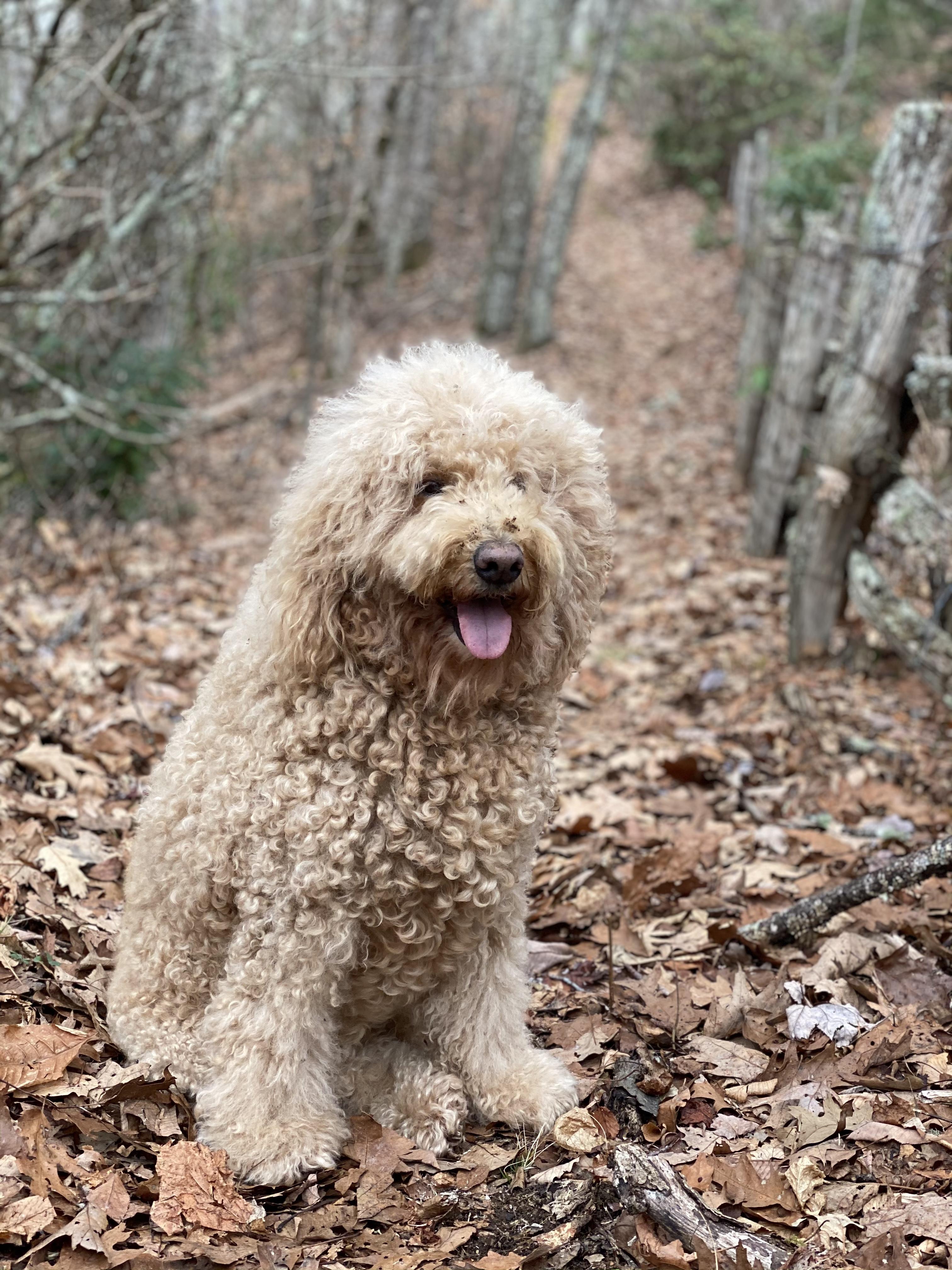 Central Florida Bernedoodles in Florida | Bernedoodle, Goldendoodle or ...