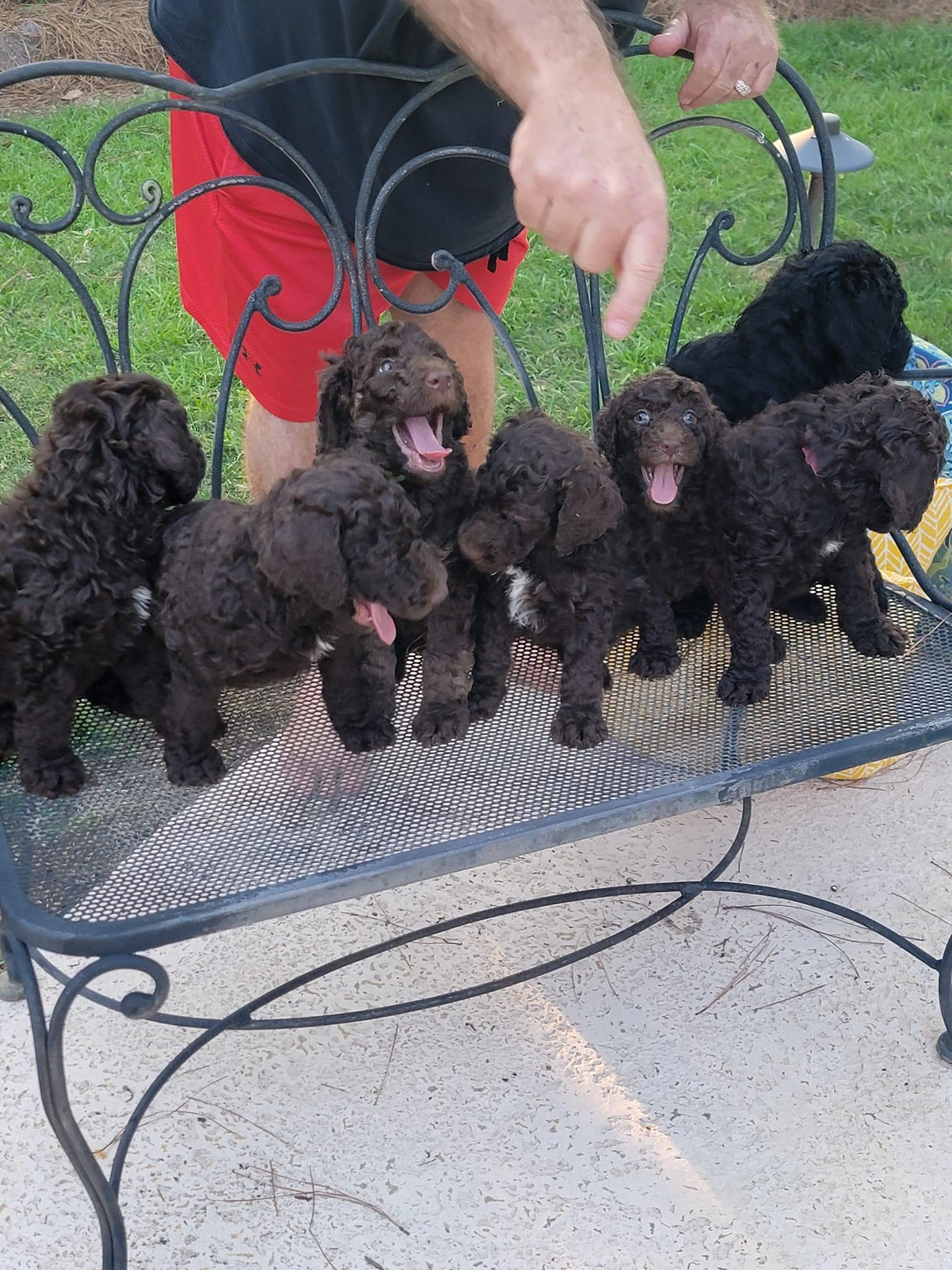 Poodles in the Pines in Georgia | Poodle puppies | Good Dog