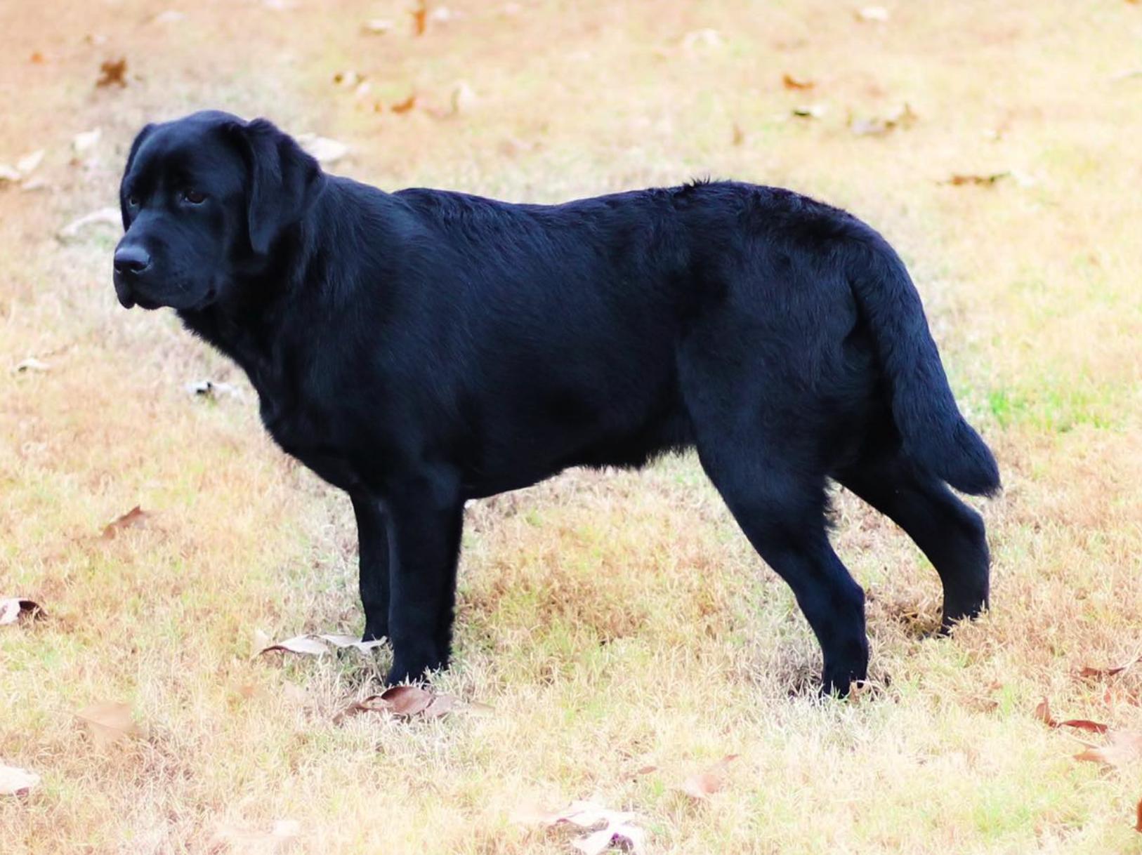 Cadron Ridge Labradors in Arkansas | Labrador Retriever puppies | Good Dog