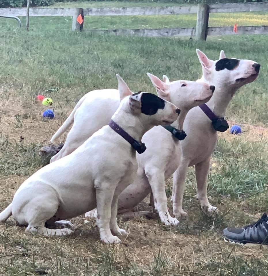 Lynn Hill Bull Terriers in Ohio | Bull Terrier puppies | Good Dog
