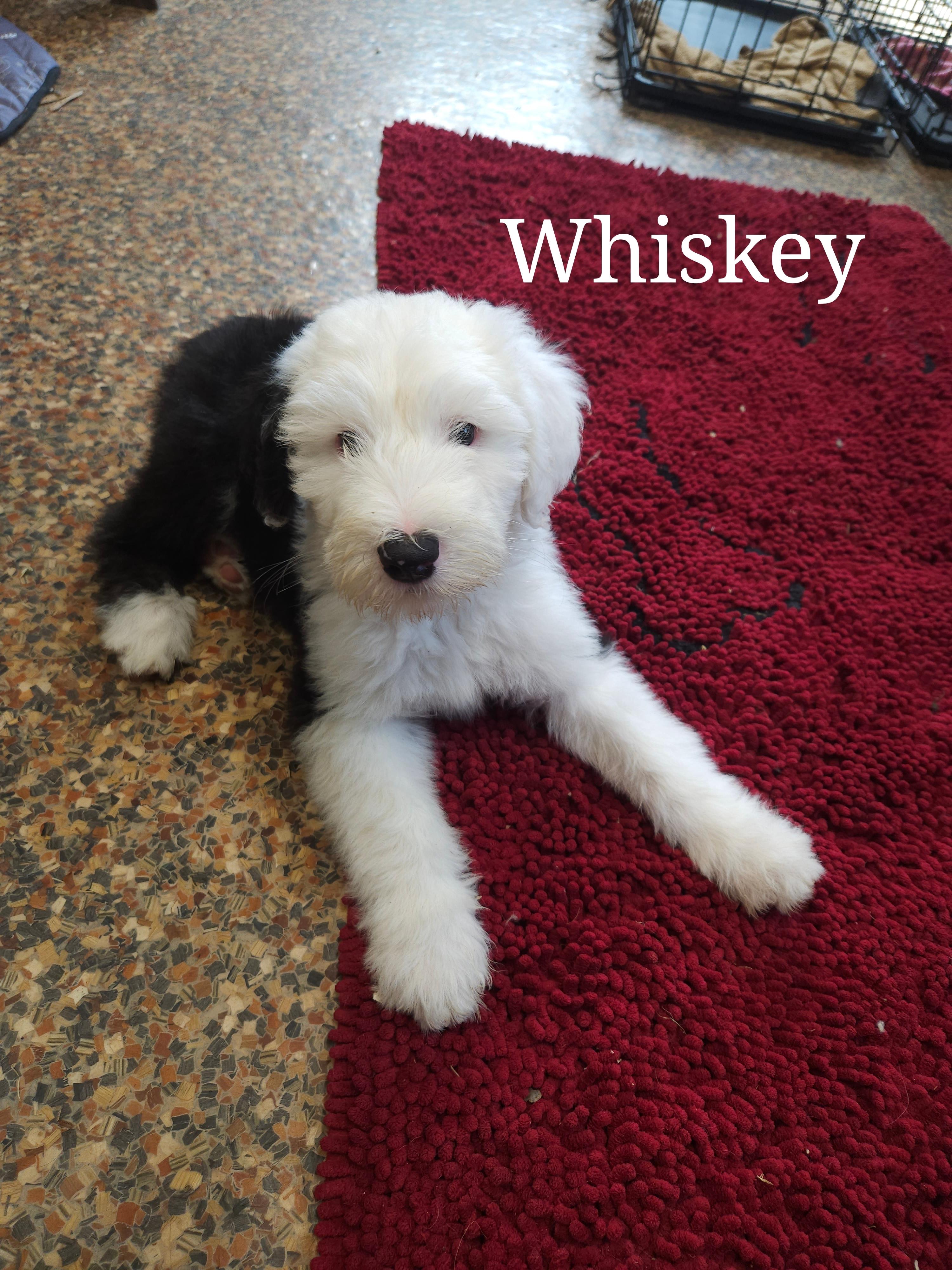 Iowa's Doodle Co. in Iowa | Old English Sheepdog, Poodle, Sheepadoodle ...