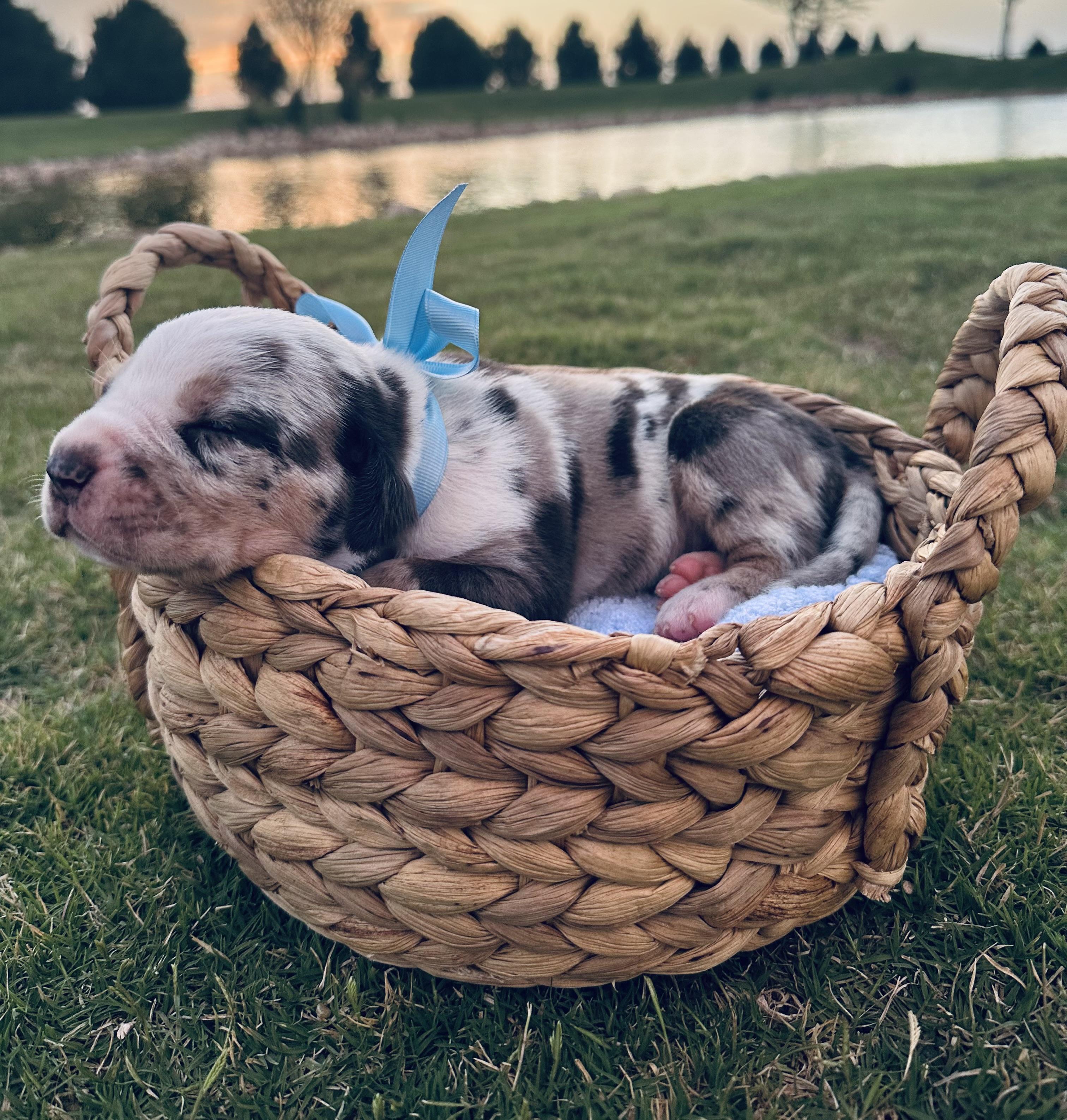 M5 Catahoulas in Texas | Catahoula Leopard Dog puppies | Good Dog