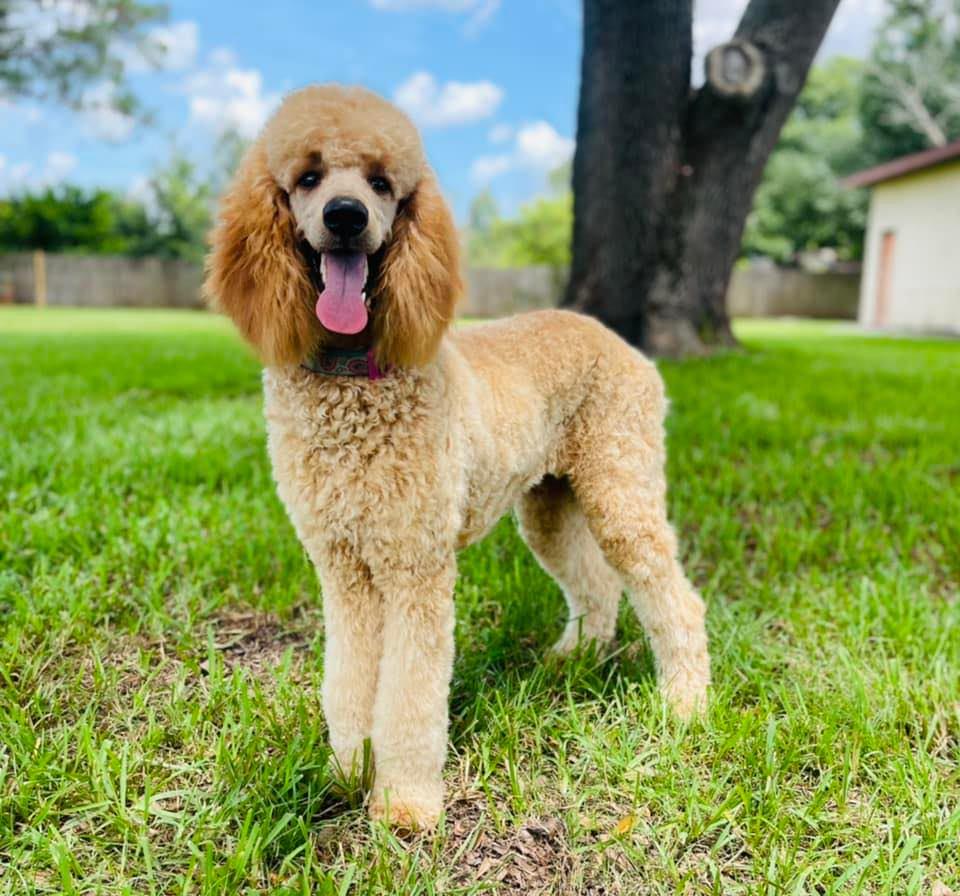 Glamorous Poodles of Tampa in Florida | Goldendoodle and Poodle puppies ...