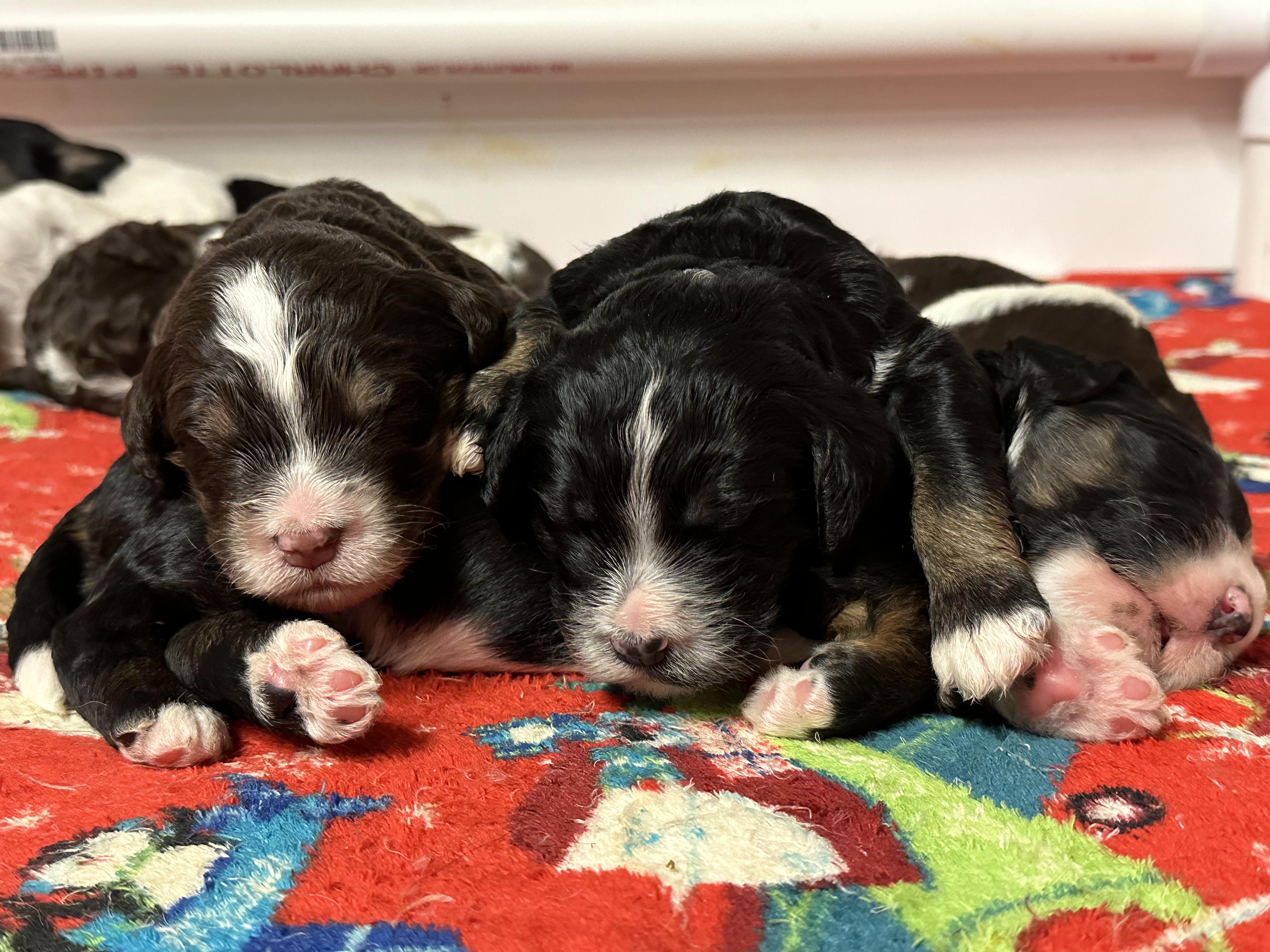 Sweet Tea Kennels in Idaho | Bernedoodle and Poodle puppies | Good Dog