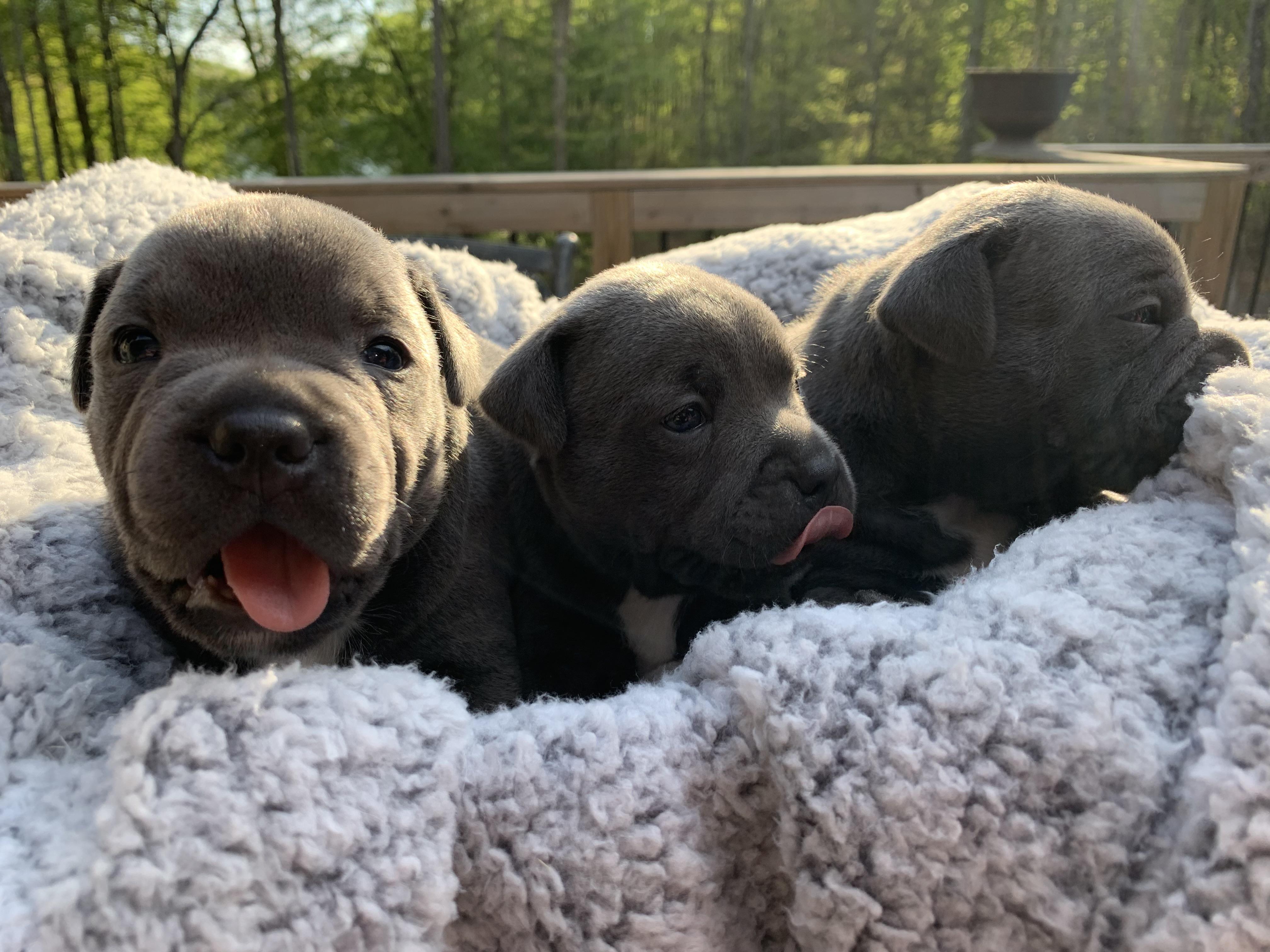 WEAT Pack in Georgia | Staffordshire Bull Terrier puppies | Good Dog