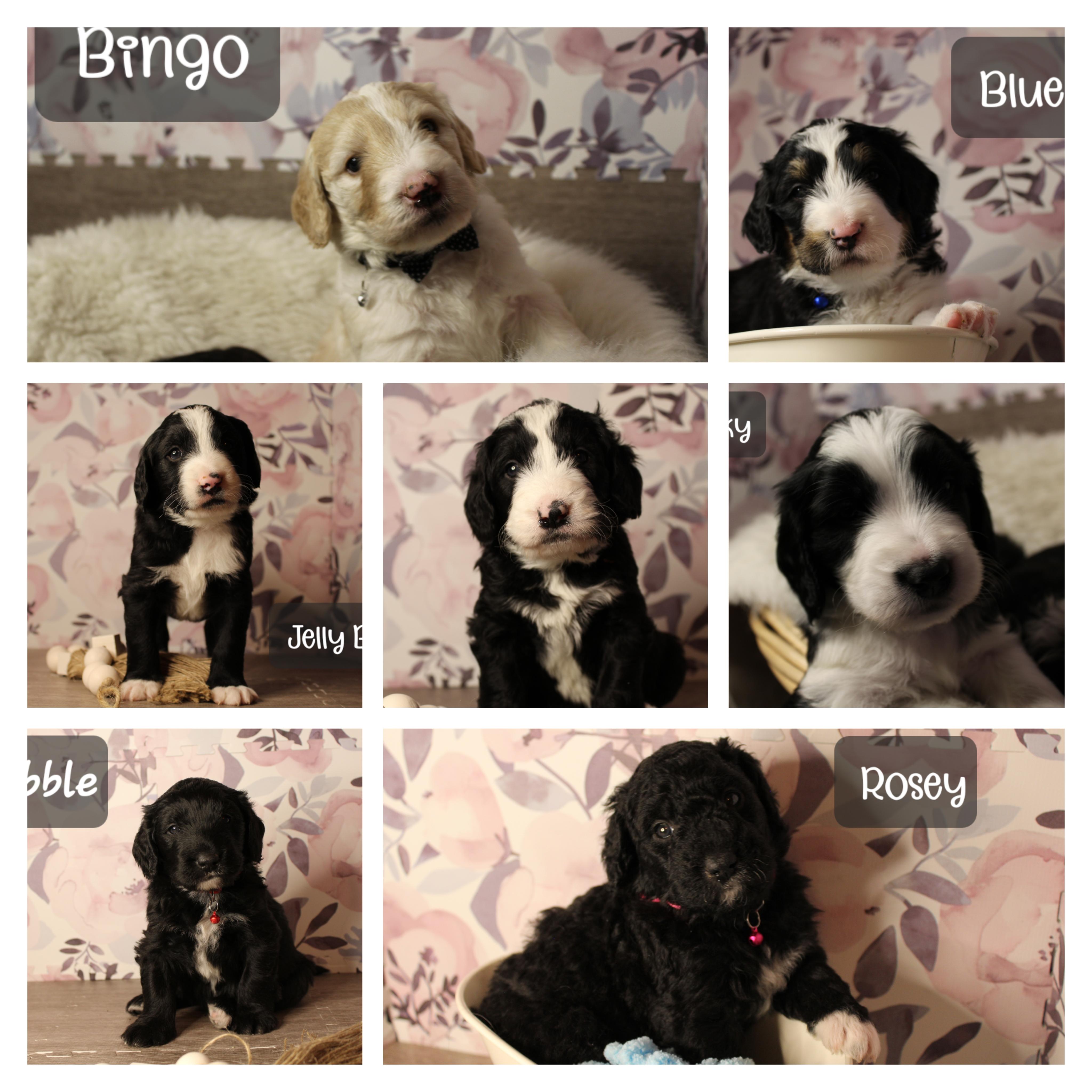 Dakota and Charlie Oodles of Doodles in Michigan | Double Doodle ...