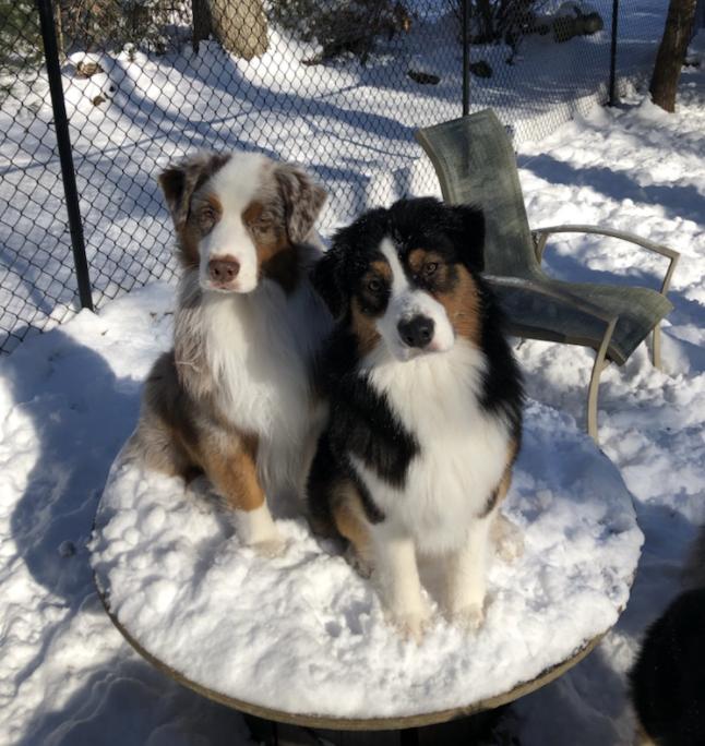Relic Australian Shepherds in Massachusetts | Australian Shepherd ...