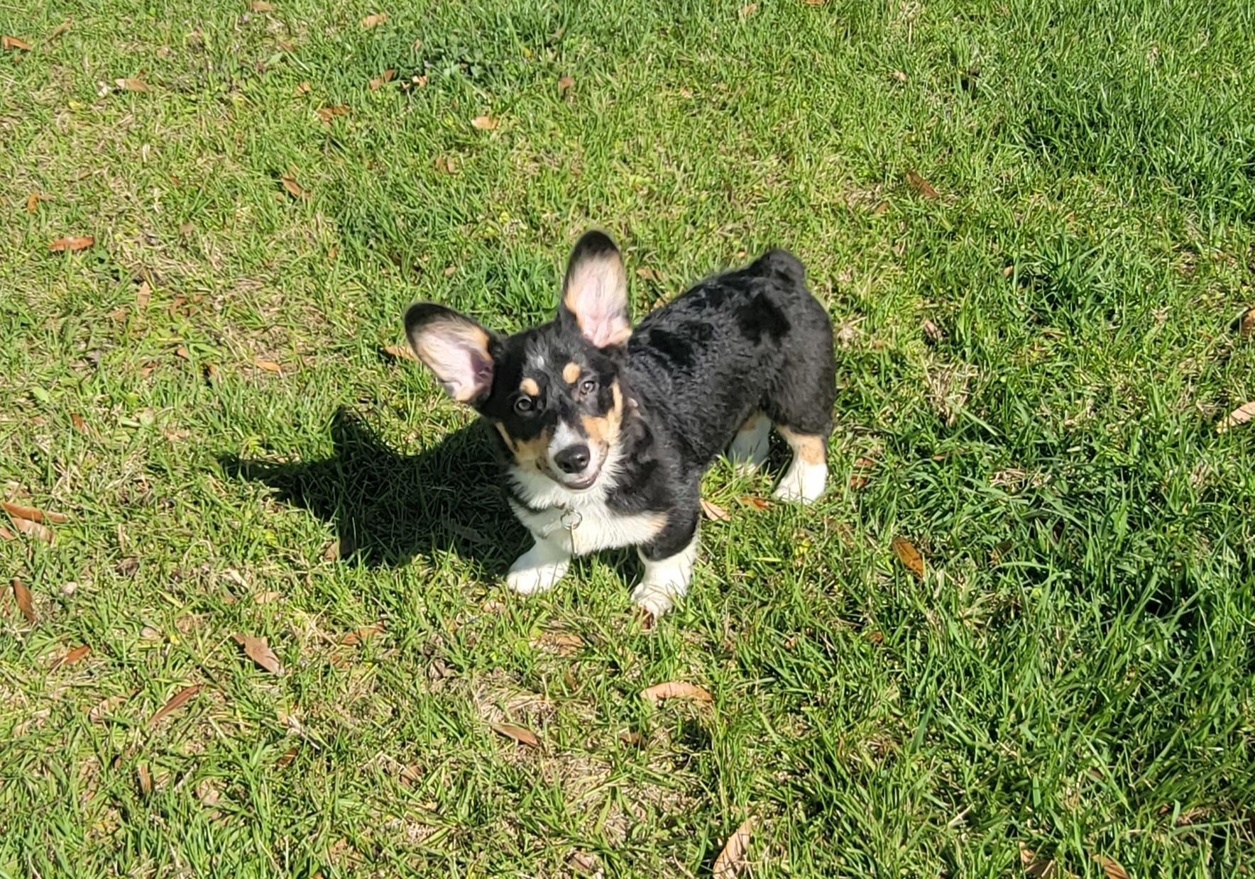 Koko's Korgis in Florida | Pembroke Welsh Corgi and American Corgi ...