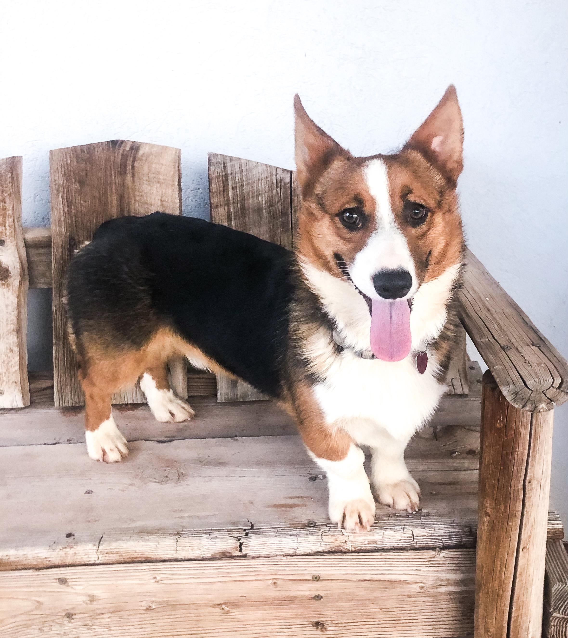 Double Bar H Corgis & Aussies in Utah | Pembroke Welsh Corgi and Toy ...