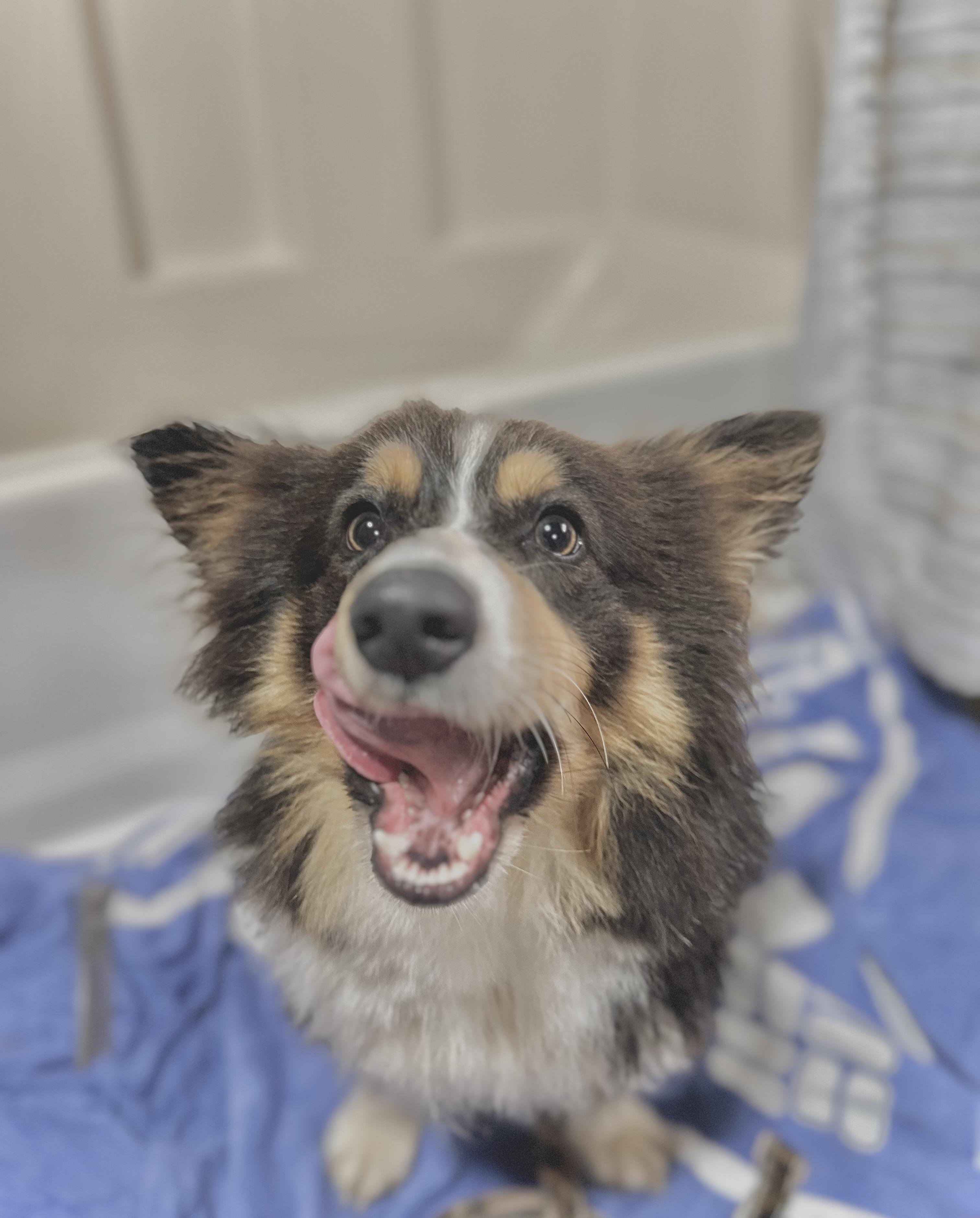 Ingram's Corgis in Georgia | Pembroke Welsh Corgi and American Corgi ...