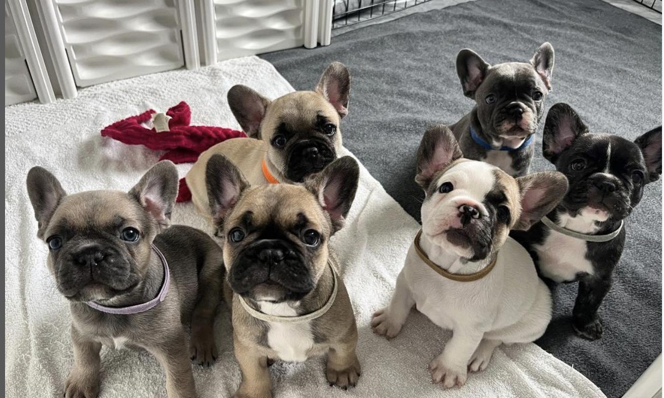 A Cute Pair of Frenchies in Utah | French Bulldog puppies | Good Dog