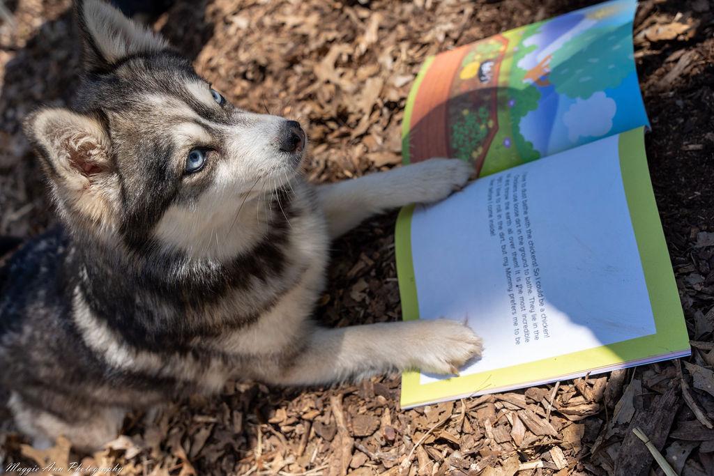 Pomsky Power Puppies in Pennsylvania | Pomsky puppies | Good Dog