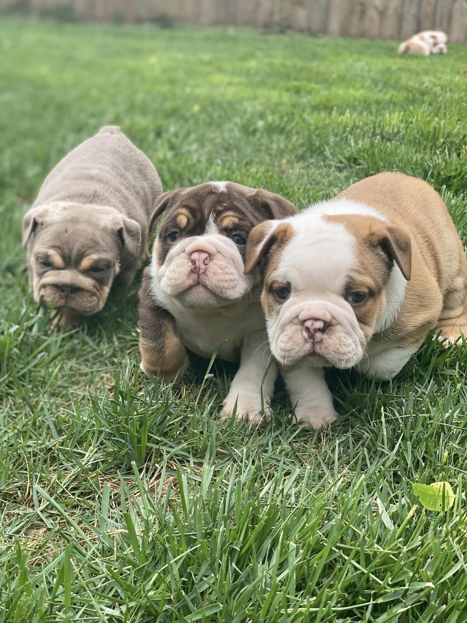 Midwest Monster Made Bulldogs in Kansas | Bulldog and French Bulldog ...