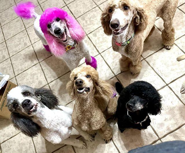 McJare's Puppy Palace in Wisconsin | Poodle puppies | Good Dog