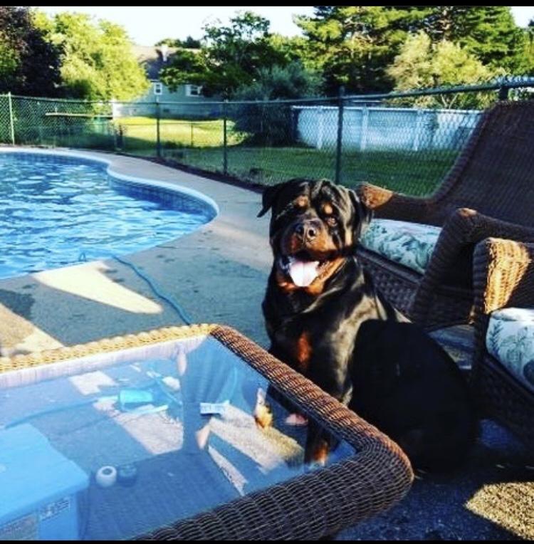 McKBrothers Kennels in Virginia | Rottweiler puppies | Good Dog