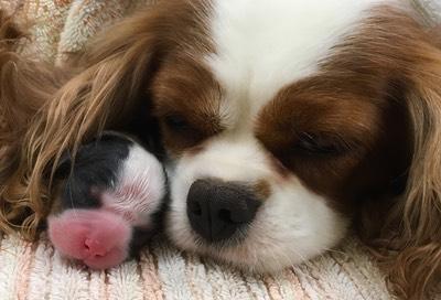 RoyalSpaniel in Kentucky | Cavalier King Charles Spaniel puppies | Good Dog